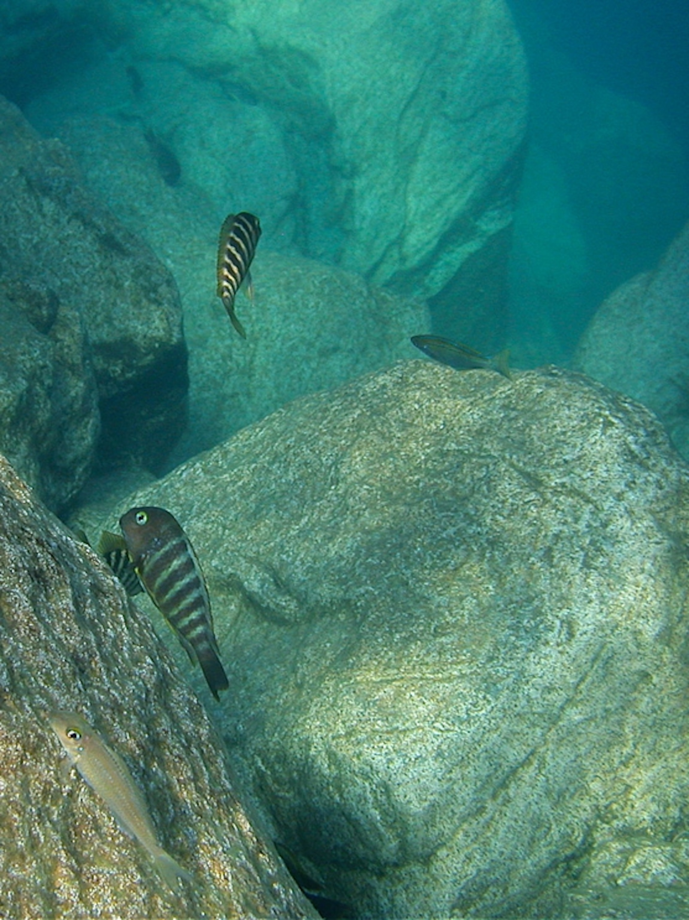 Lake Fish Underwater