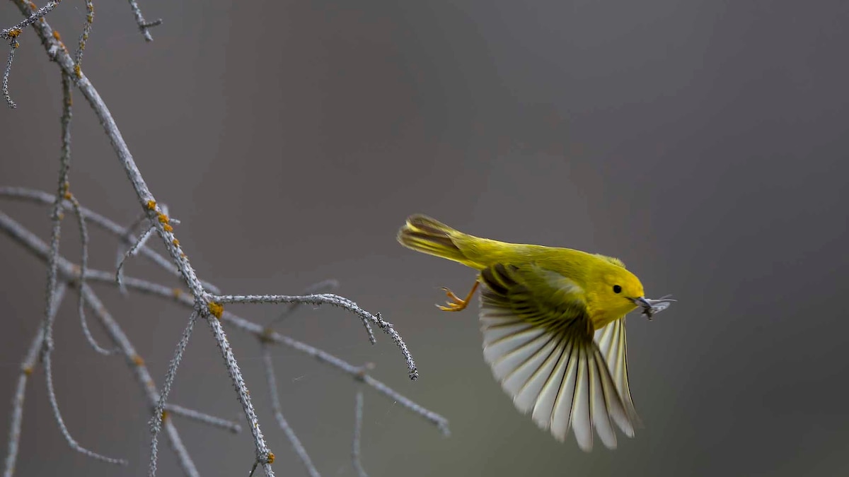 Audubon's Christmas Bird Count Turns 115: Why Does It Matter ...
