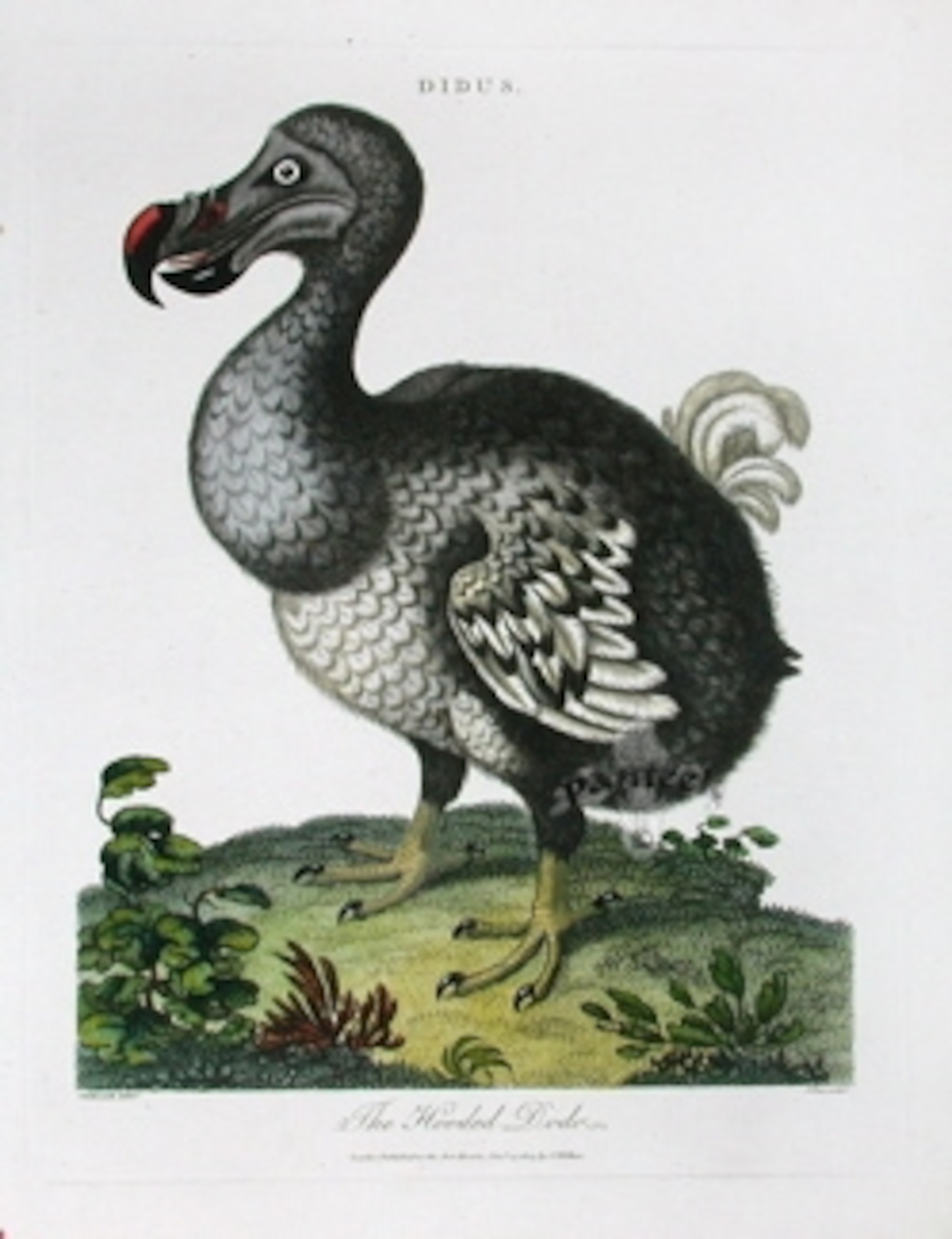 The Dodo Graveyard | National Geographic