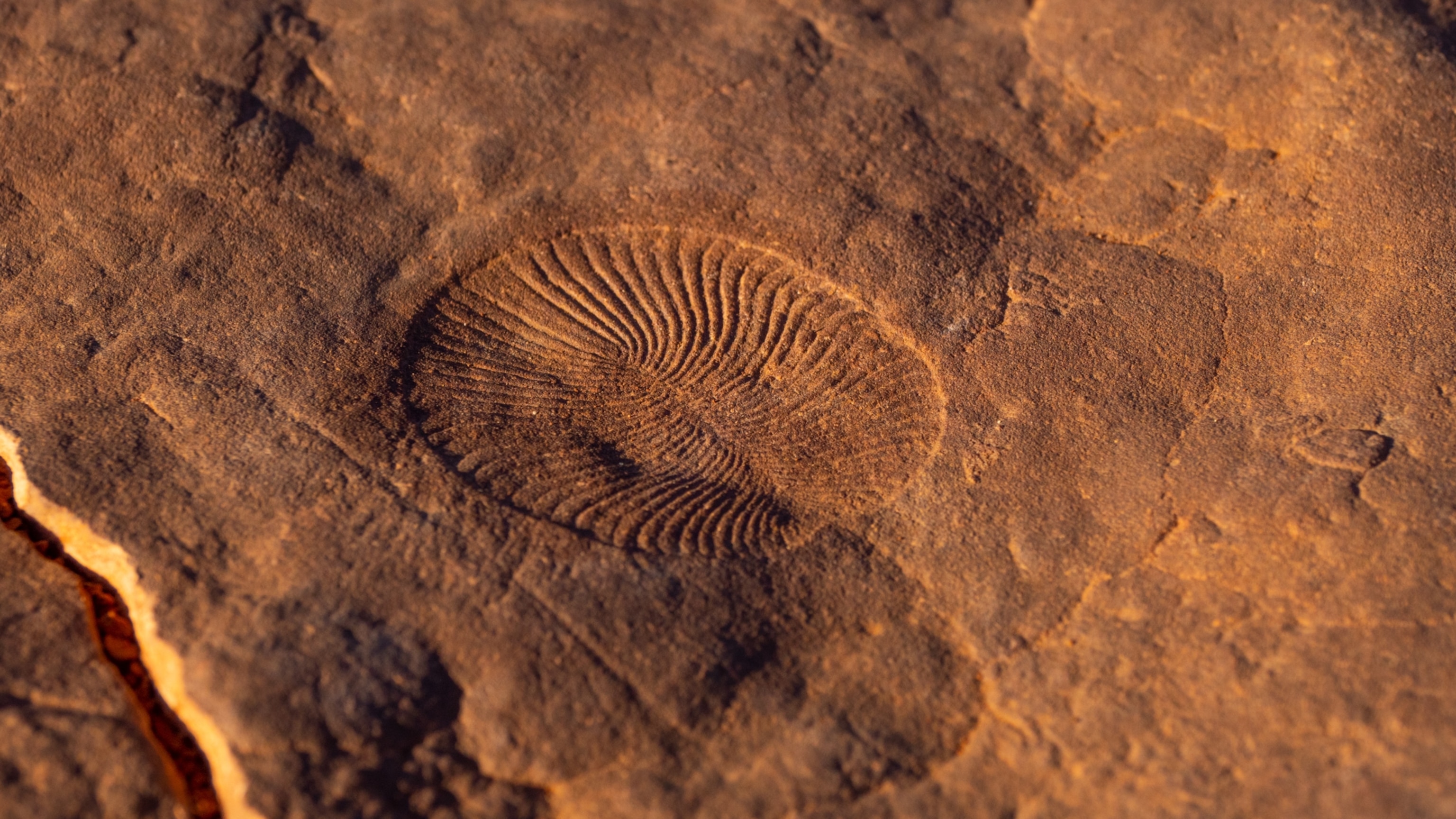 See how life on the planet evolved at Nilpena Ediacara National Park