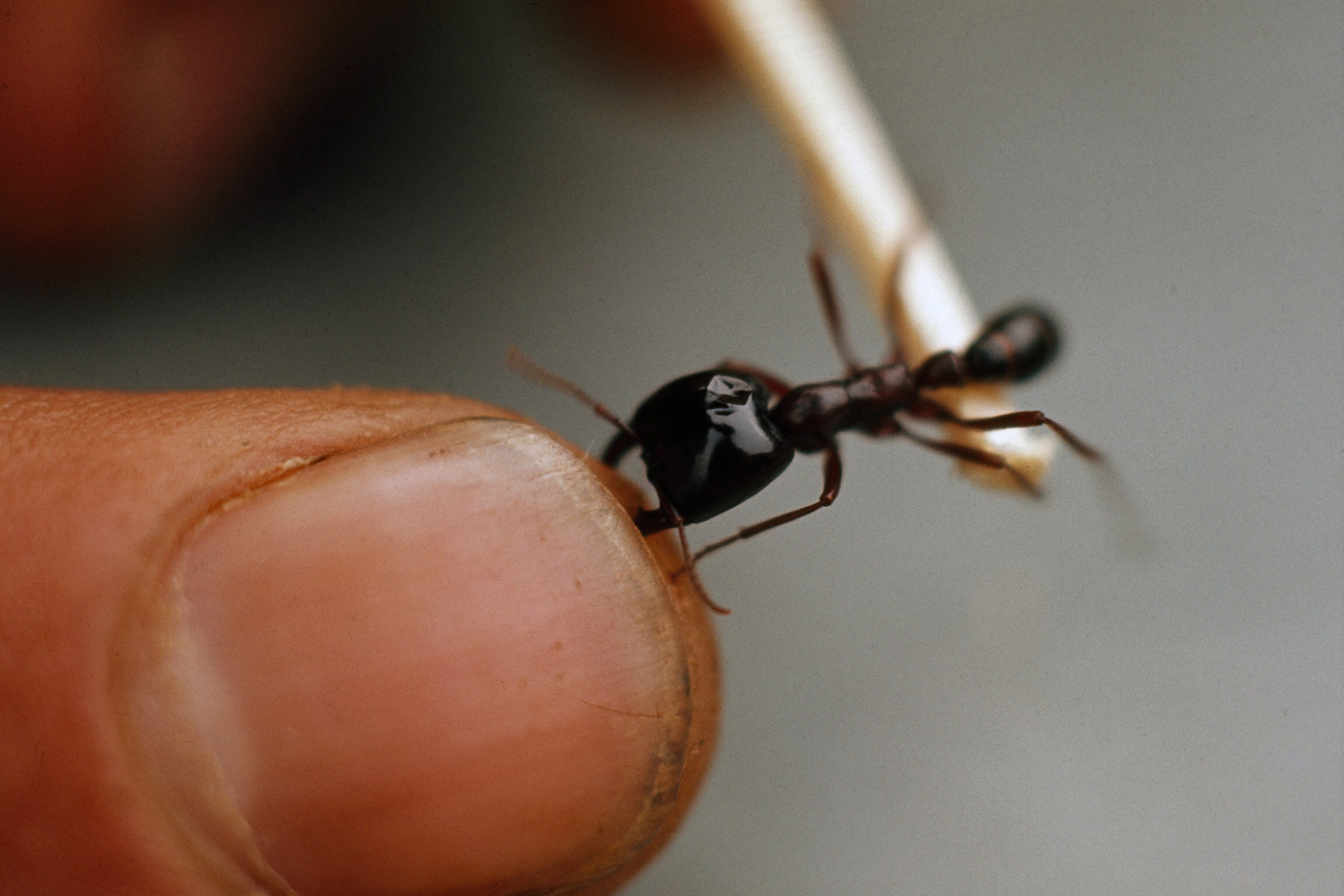 These Animals Spawn the Most Offspring in One Go