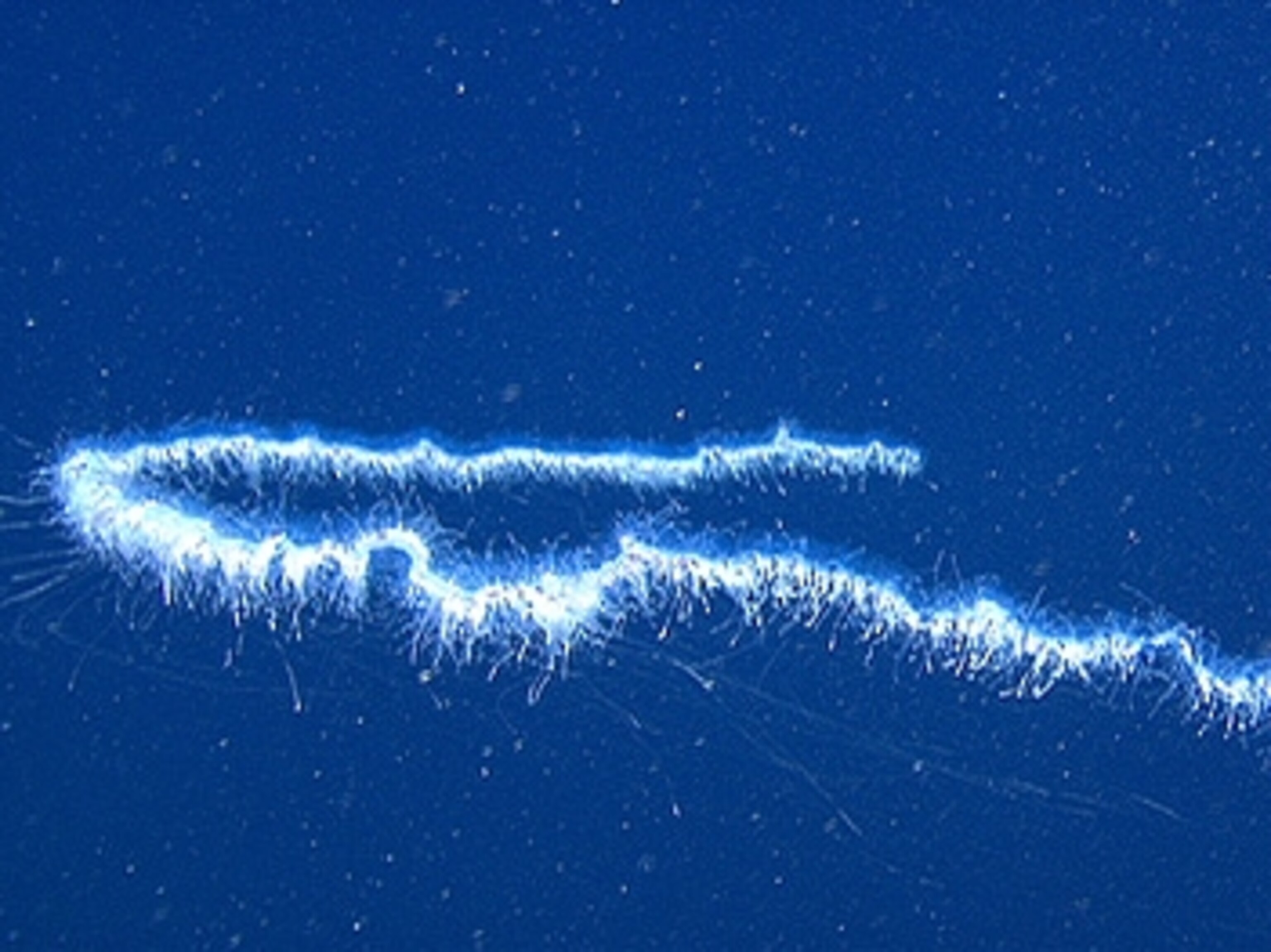 Clear Head Fish National Geographic