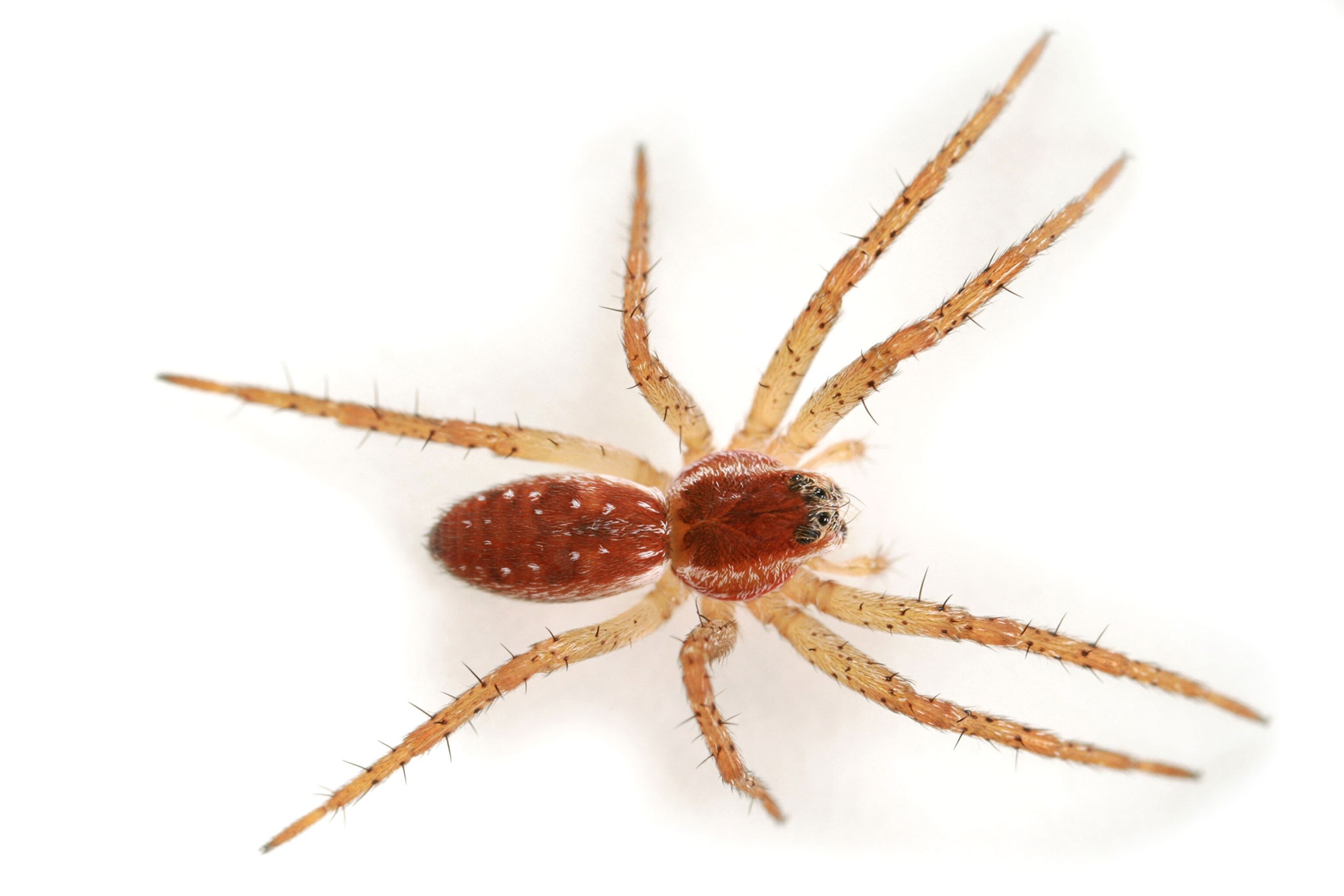 Hundreds of Mouse-Sized Spiders Released in U.K.