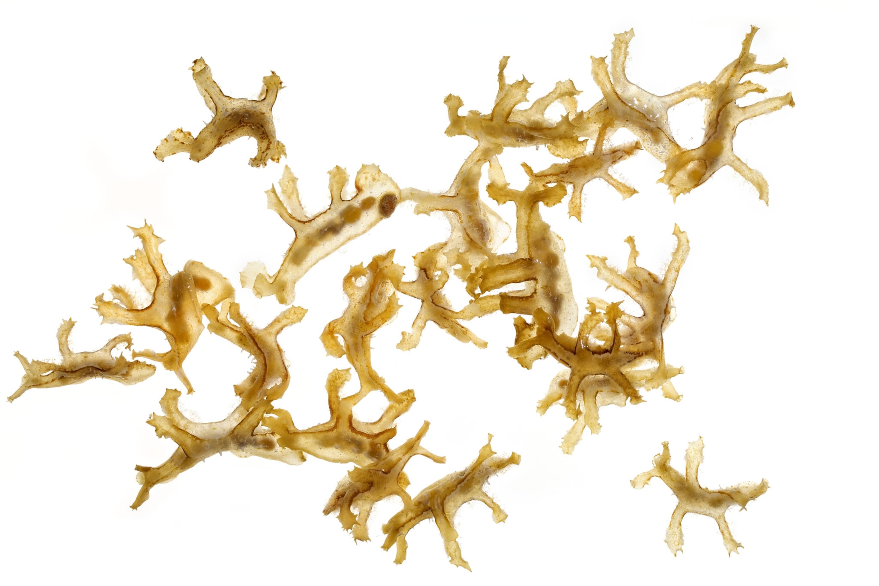 In the Sargasso Sea, life depends on floating sargassum seaweed