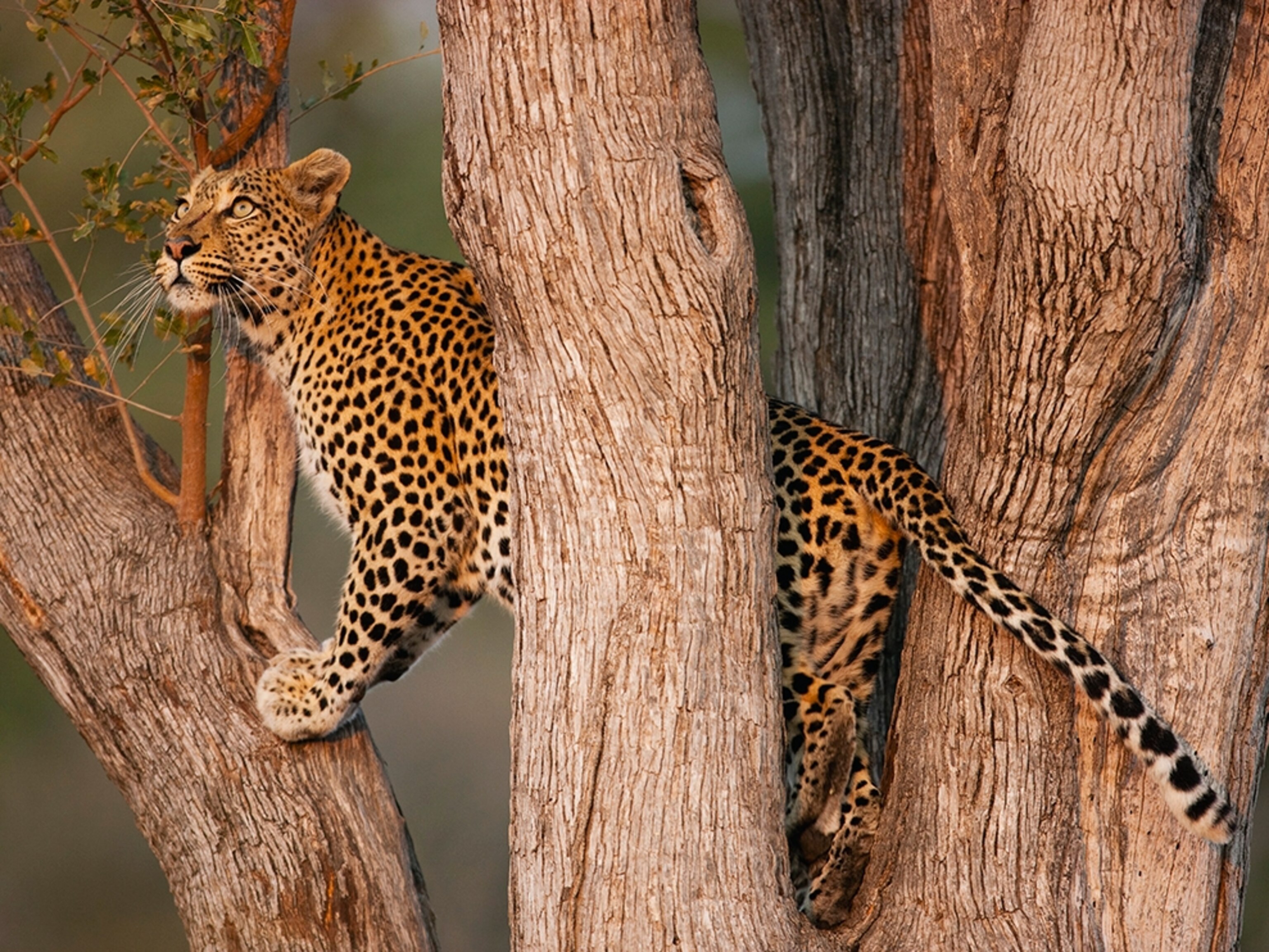 Pictures: 10 Animals to See on a Botswana Safari -- National Geographic ...