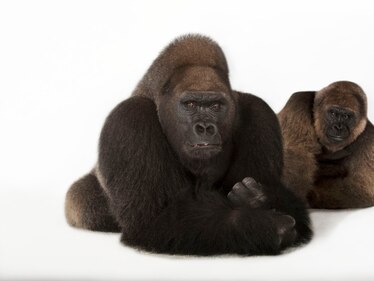 Western lowland gorilla, facts and photos