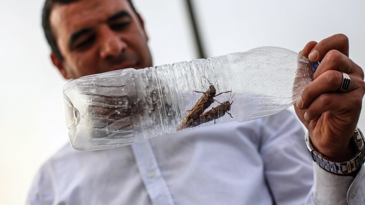 Swarming Locusts Descend on Egypt | National Geographic