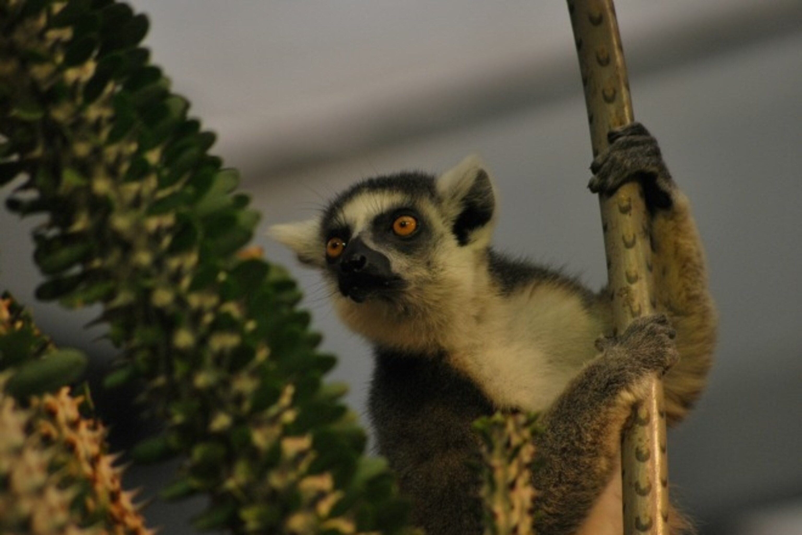 Lemur Headgear Helps Researchers Probe Prehistory