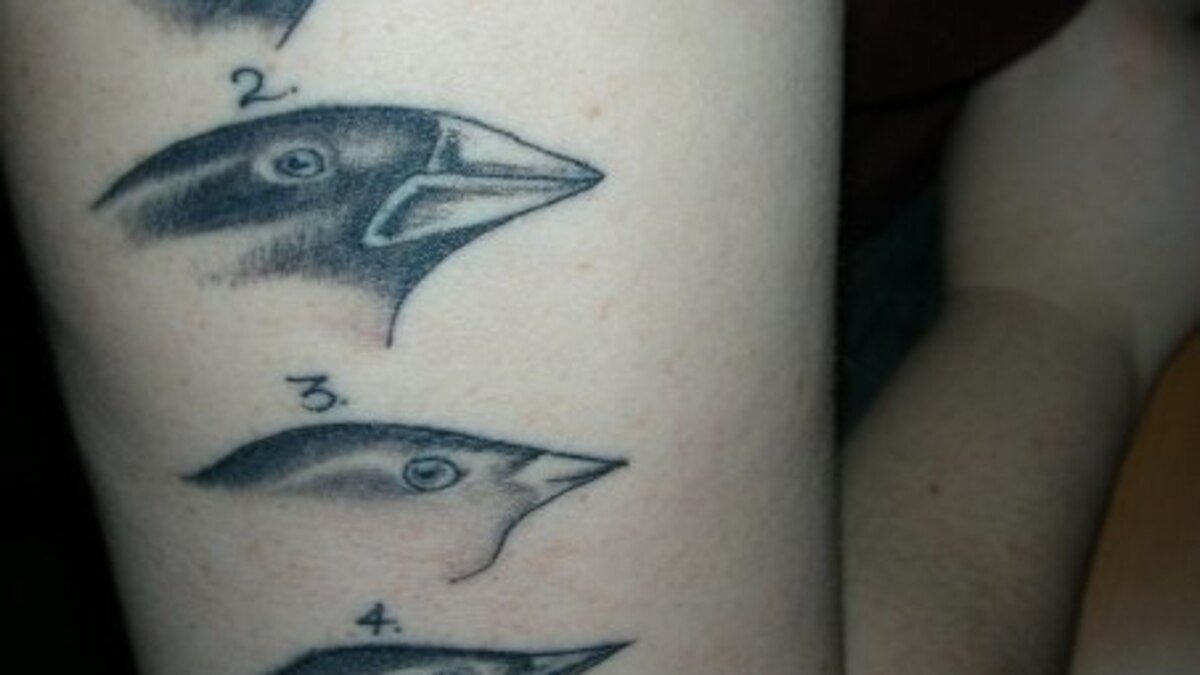 The Beak(s) of the Finch | National Geographic