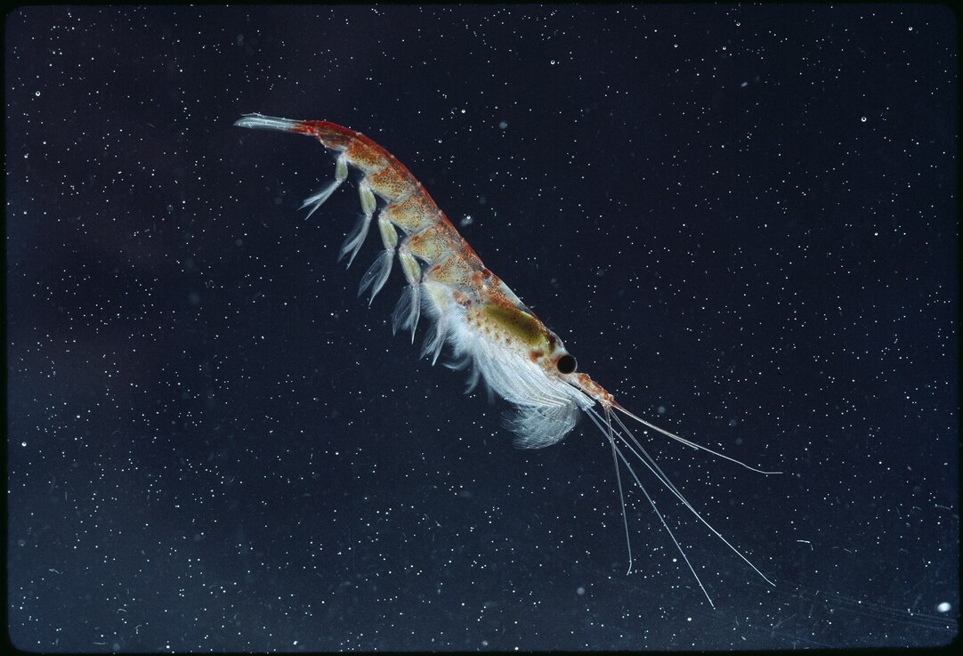 Fish Squid Krill Crustaceans