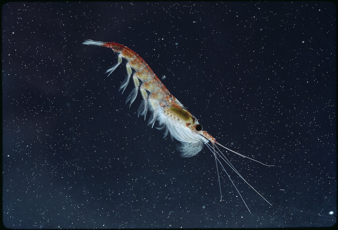 1 Krill Facts Center Krillfactsorg