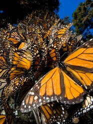 Migration Of Monarch Butterflies Migration Of Monarch Butterflies