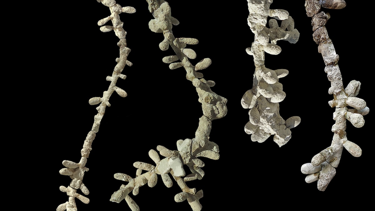 Oldest evidence of modern bees found in Argentina | National Geographic