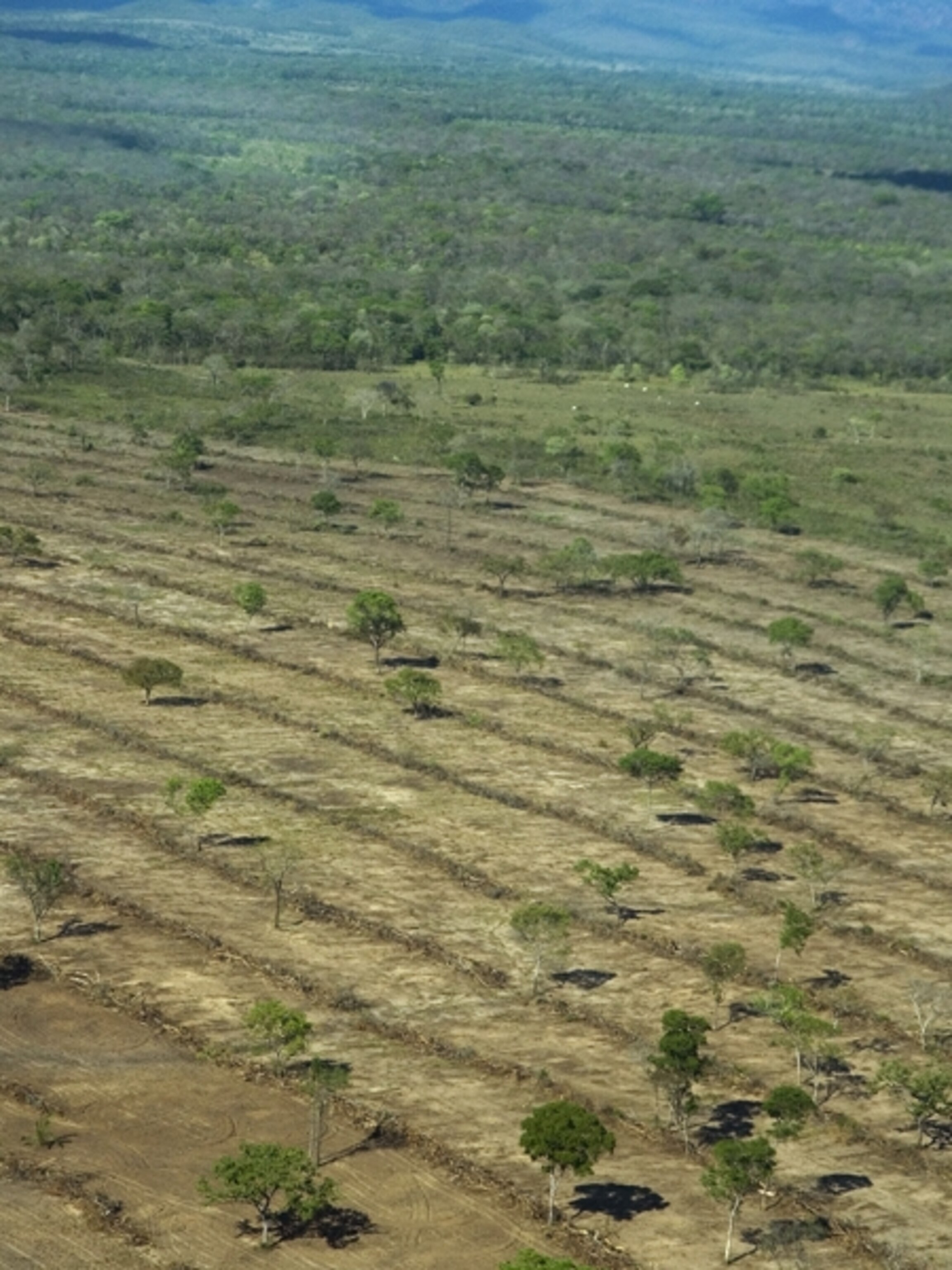 Habitats -- Rain Forest Deforestation Pictures, Wallpapers, Downloads ...