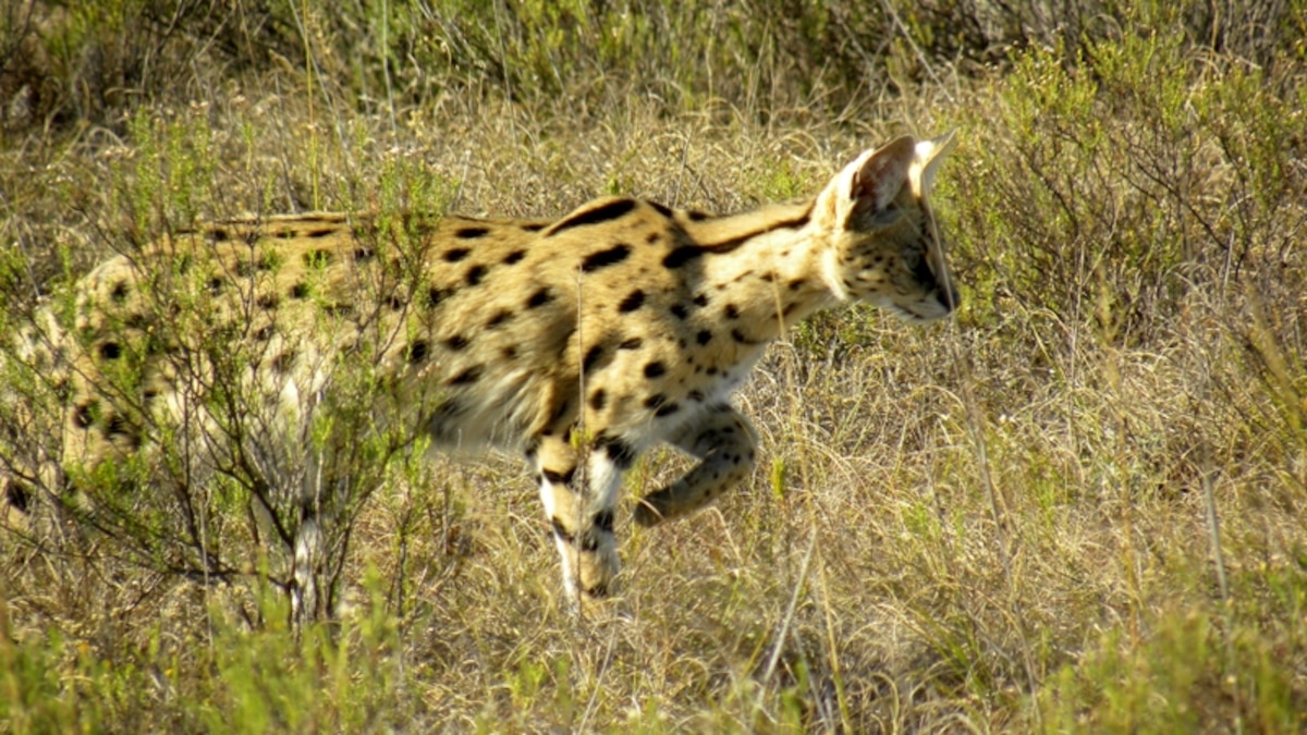 Photo Safari – Serval | National Geographic