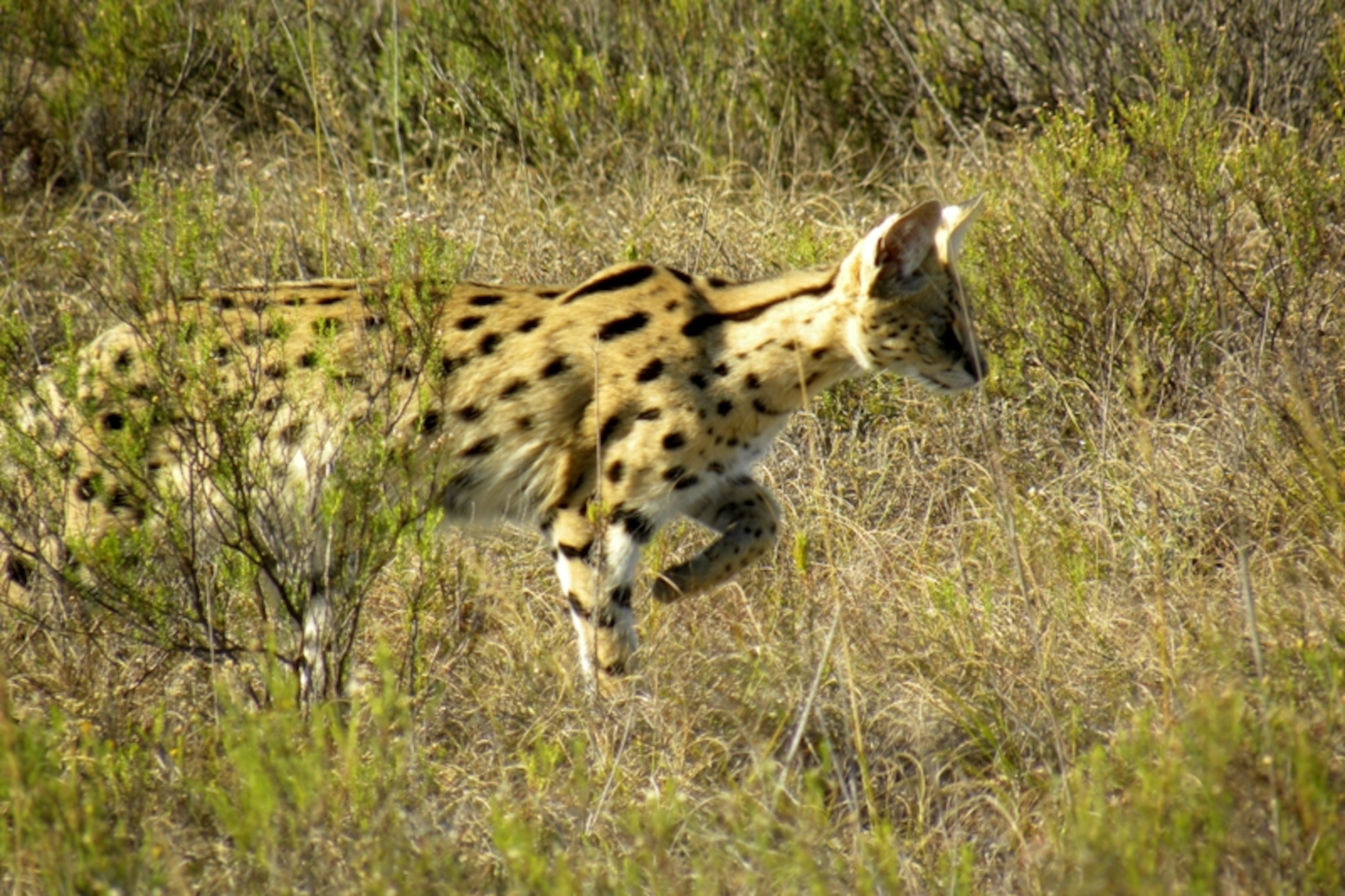 Photo Safari – Serval
