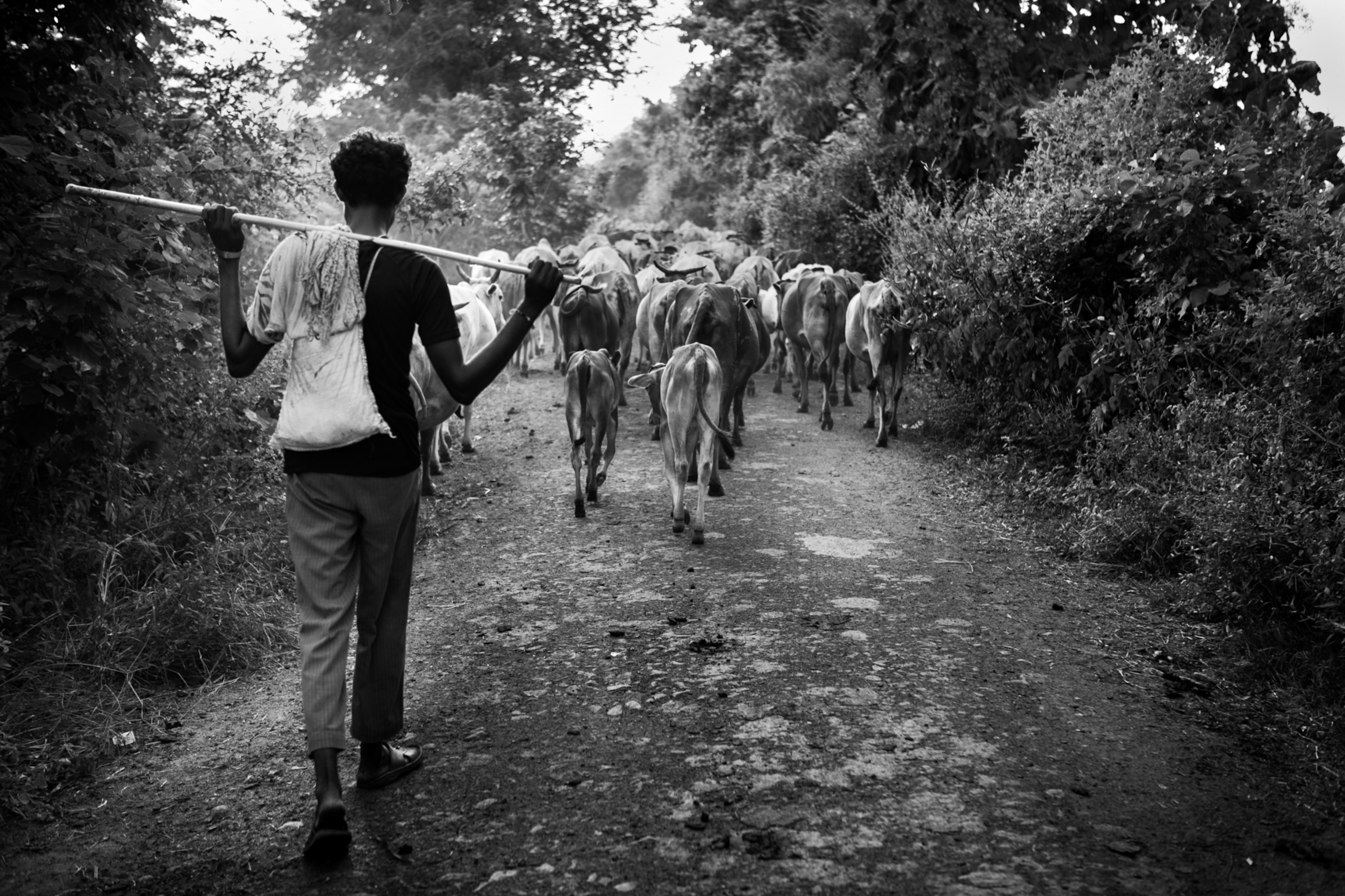 Dramatic Pictures Reveal Clashes Between People and Tigers