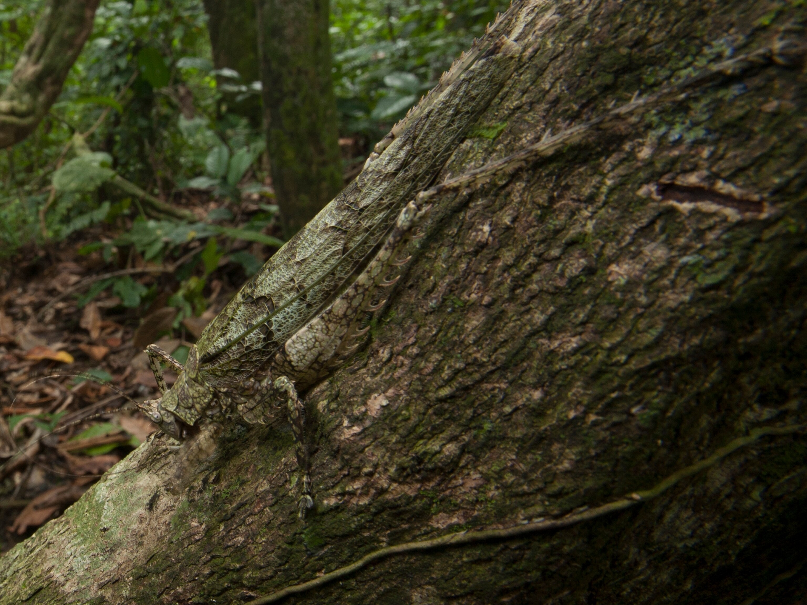 Photos: Masters of Disguise—Amazing Insect Camouflage