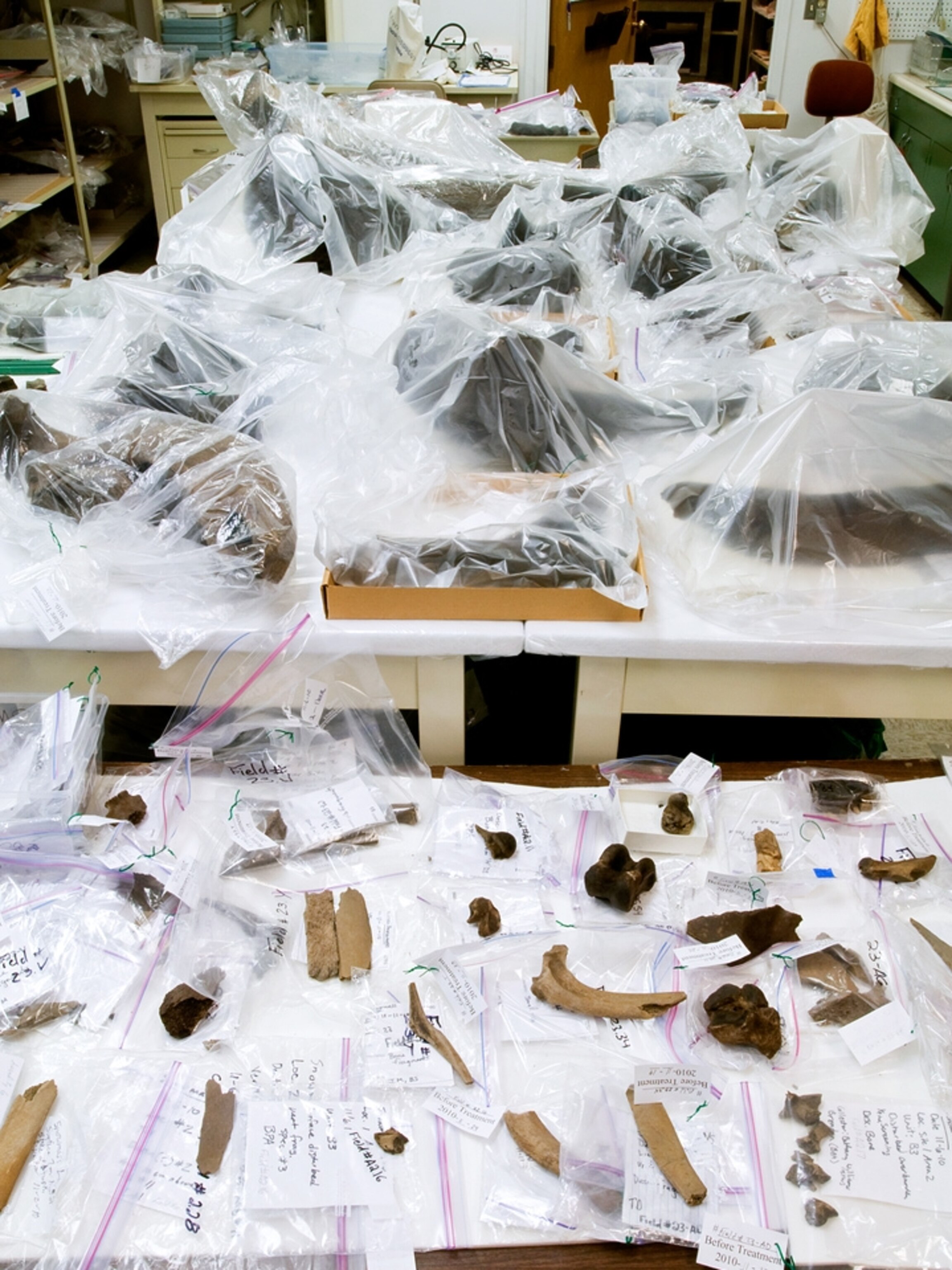 Pictures: "Remarkable" Ice Age Fossil Cache Found