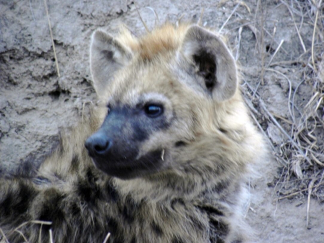 Grey Hyena