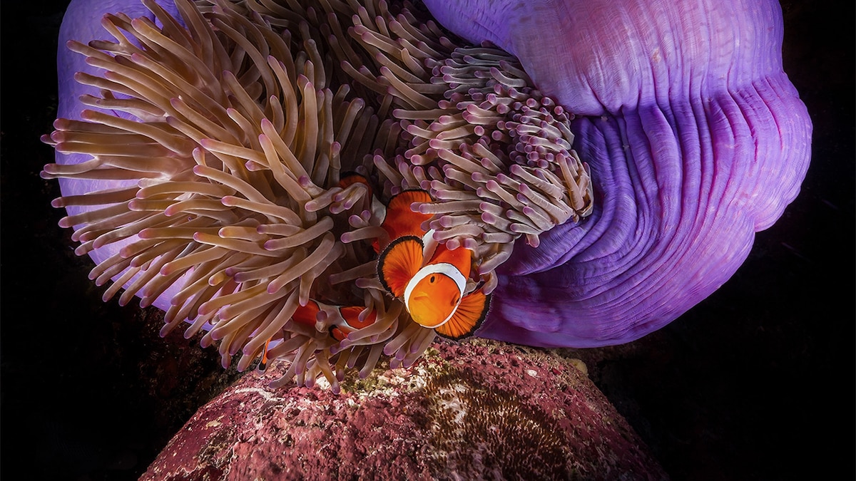 How to take photos underwater | National Geographic