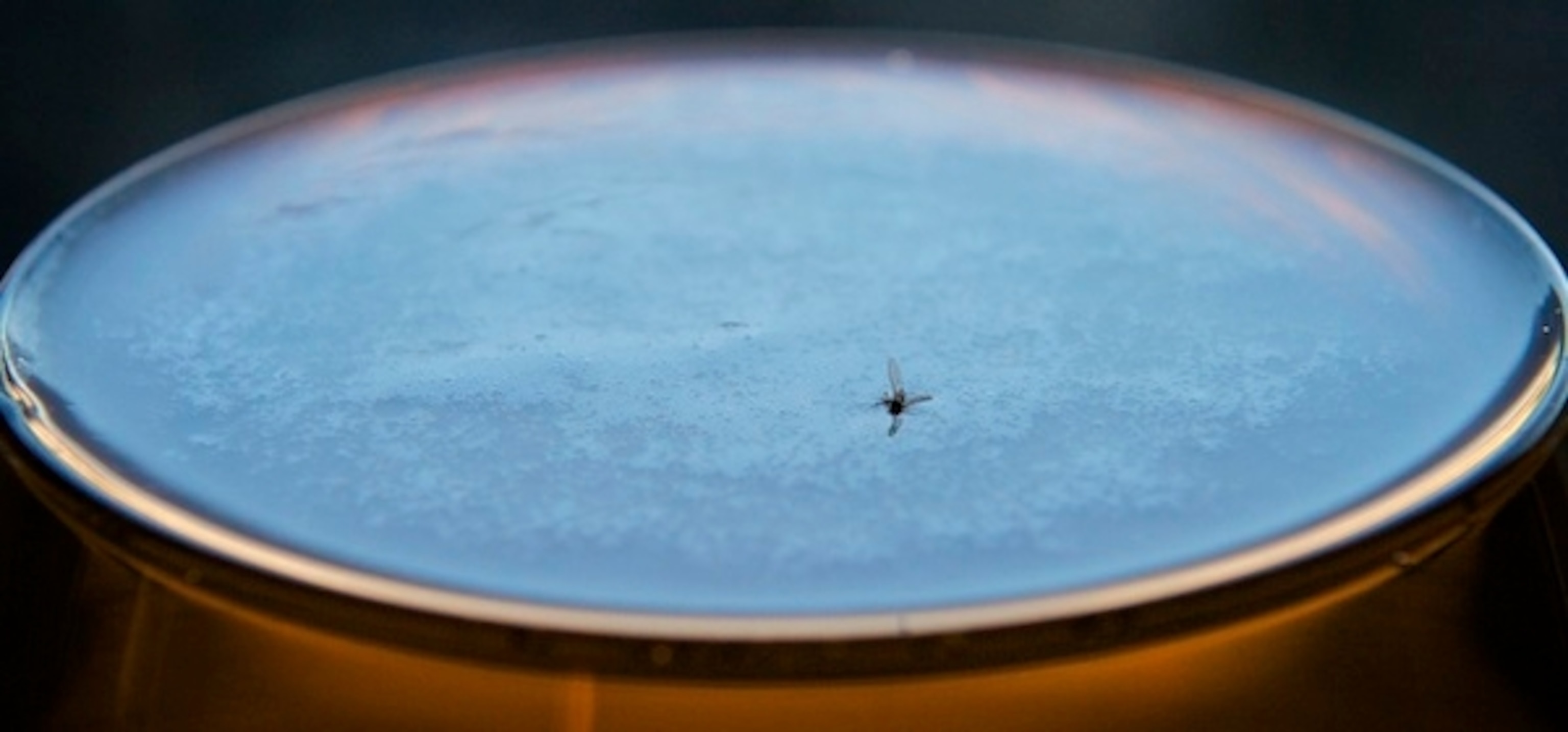 Flies and booze: strictly for medicinal purposes | National Geographic