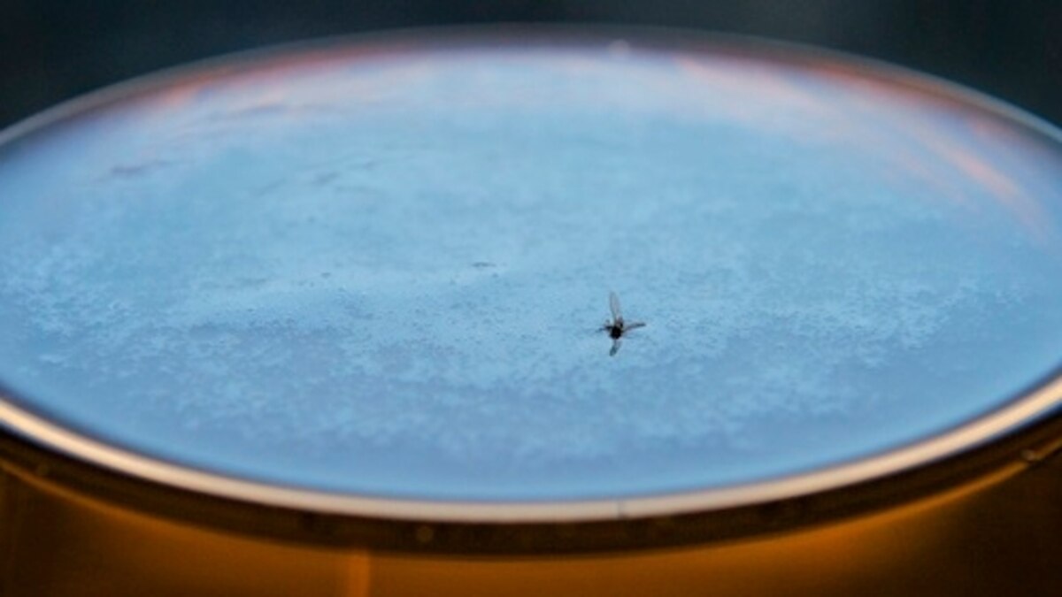 Flies and booze: strictly for medicinal purposes | National Geographic