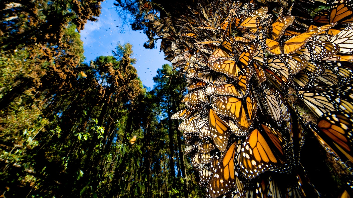 Migrations and Other Colorful Natural Phenomena | National Geographic