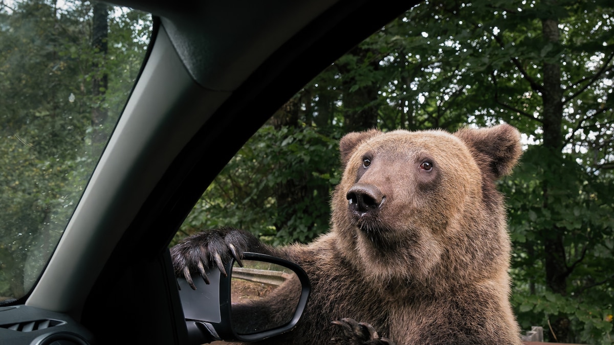 This unnerving photo reminds us why we shouldn’t feed bears | National ...