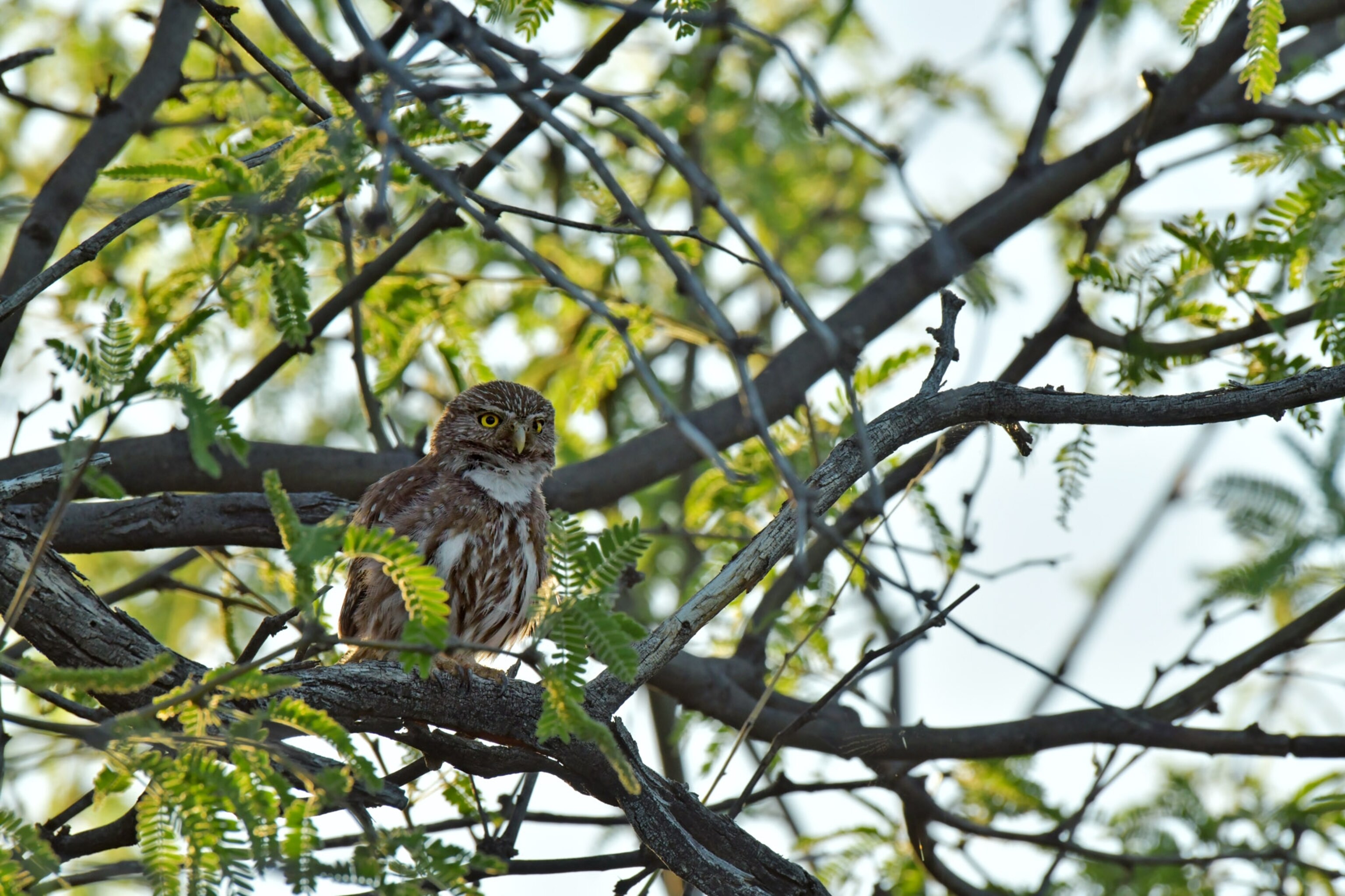 Can this tiny owl survive in one of America's fastest-growing states?