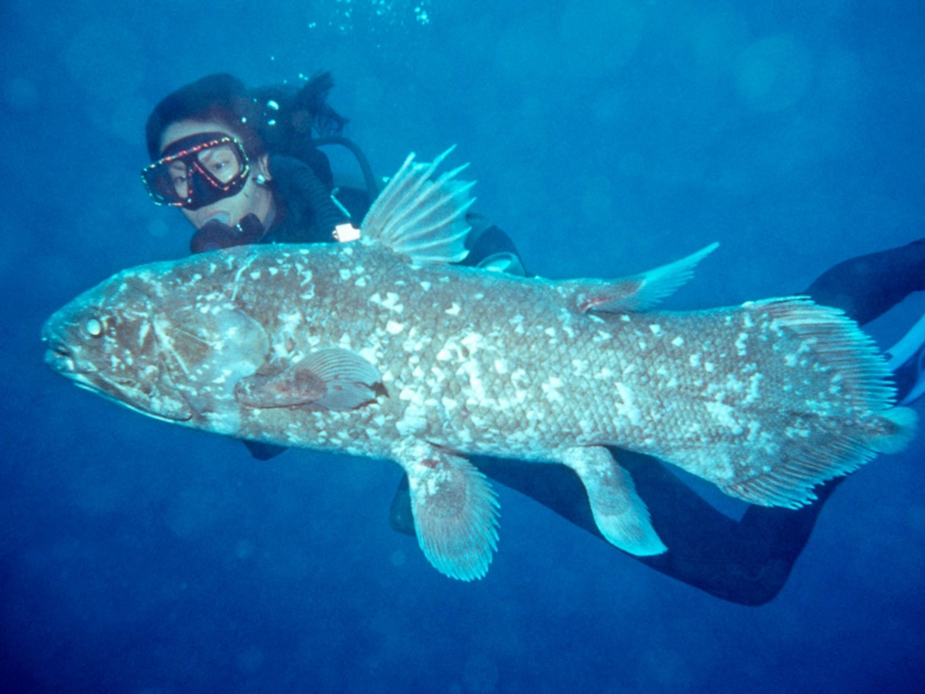 Electroreceptive Fish