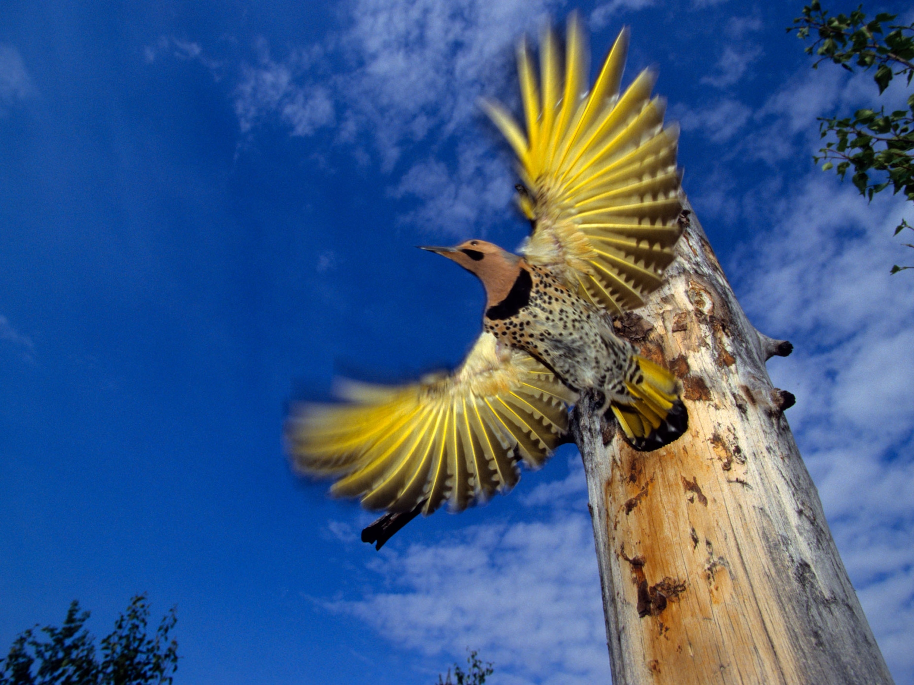Northern Flicker Definitionmeaning What Does A Northern Flicker Sound