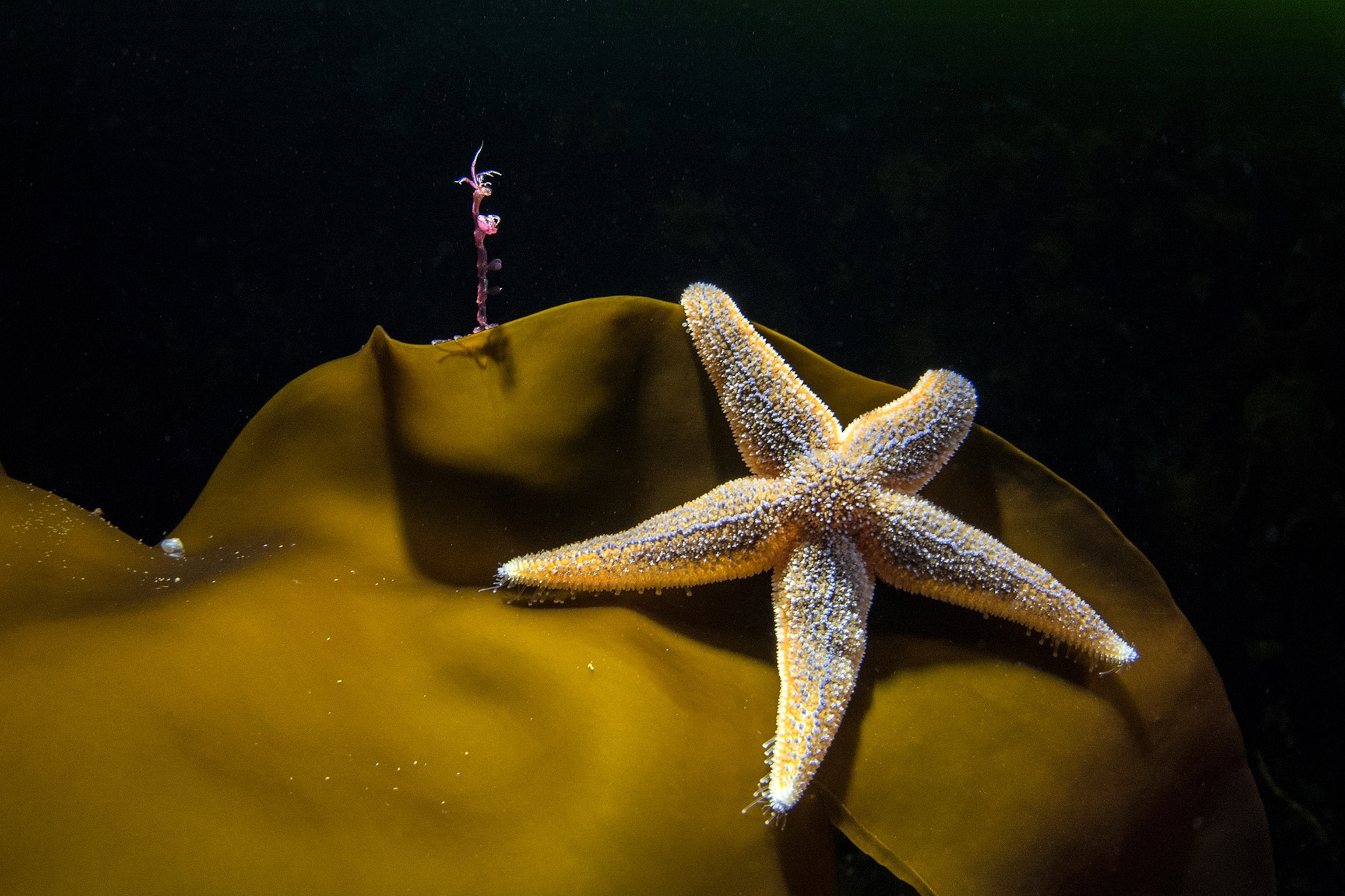 See the Amazing, Ethereal Creatures Living Under Arctic Ice