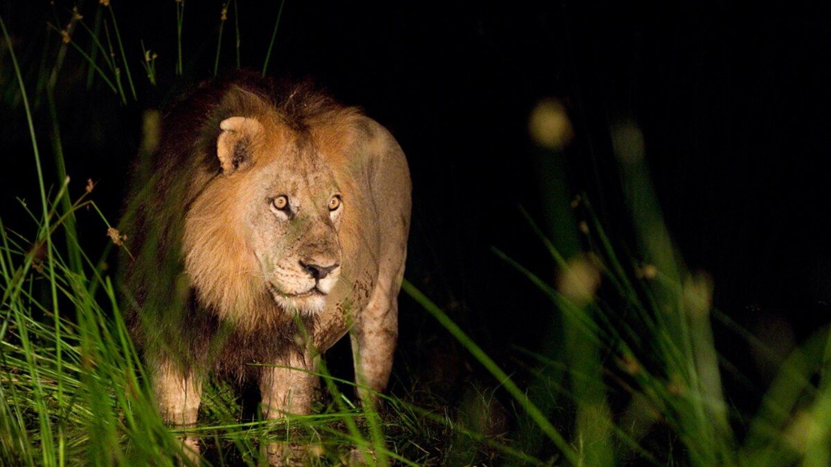 Pictures: Biggest Conservation Area Created in Africa | National Geographic