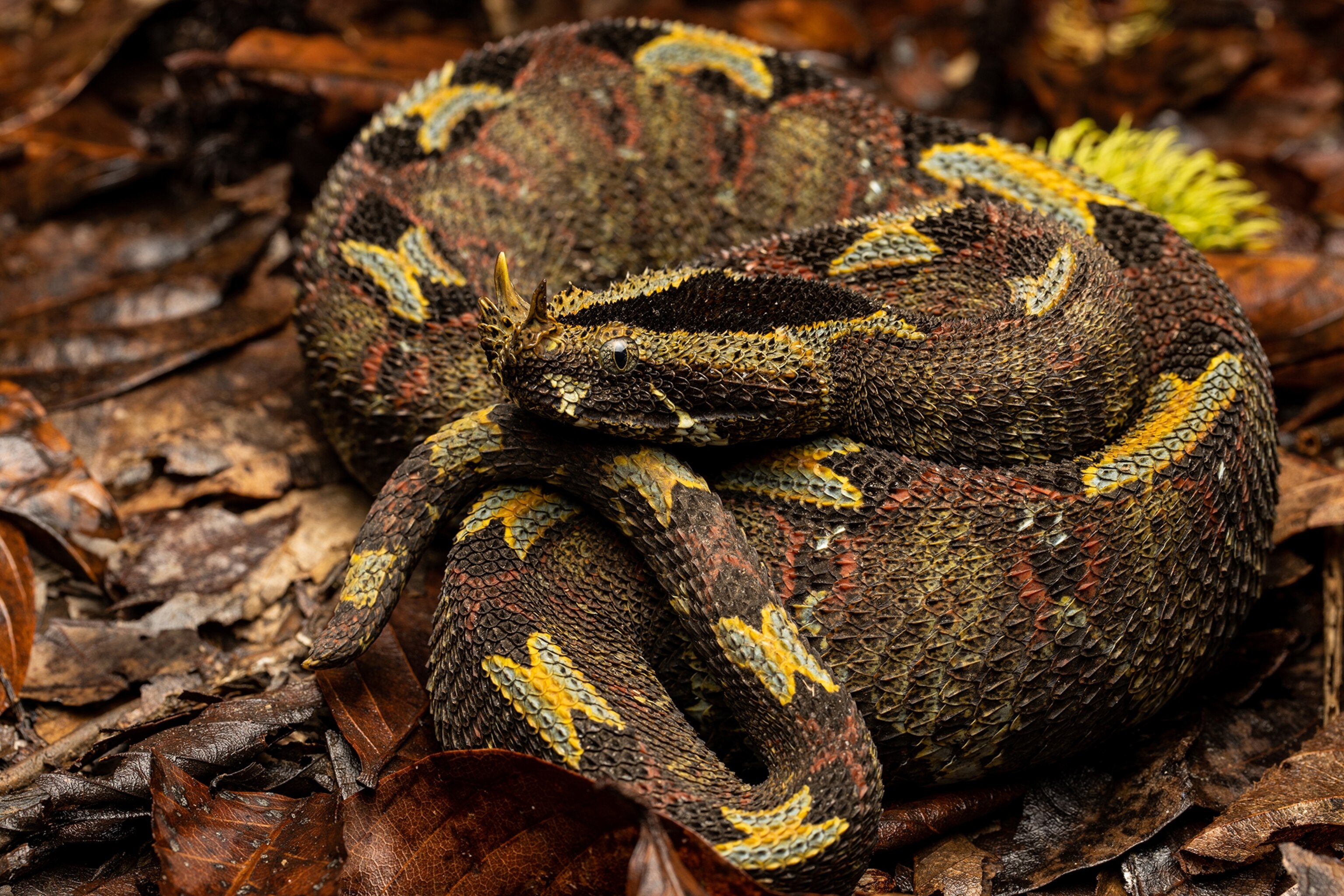 Africa's neglected snakebite crisis kills tens of thousands a year