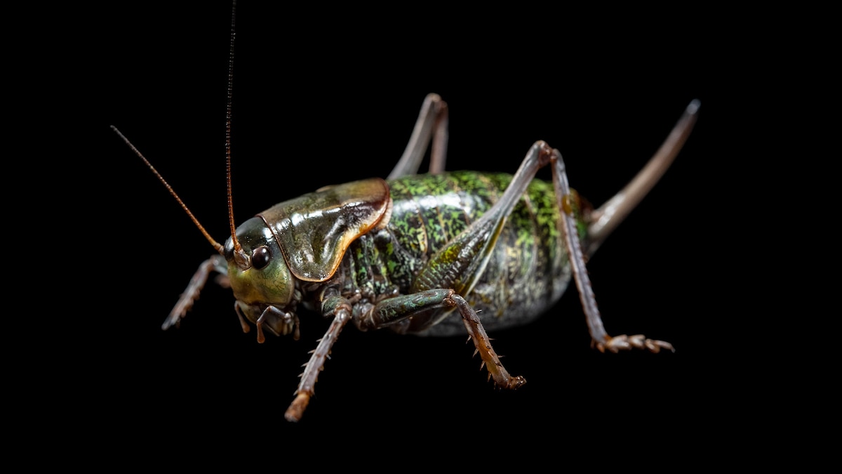 Nevada is crawling with swarms of smelly 'Mormon crickets' - TrendRadars