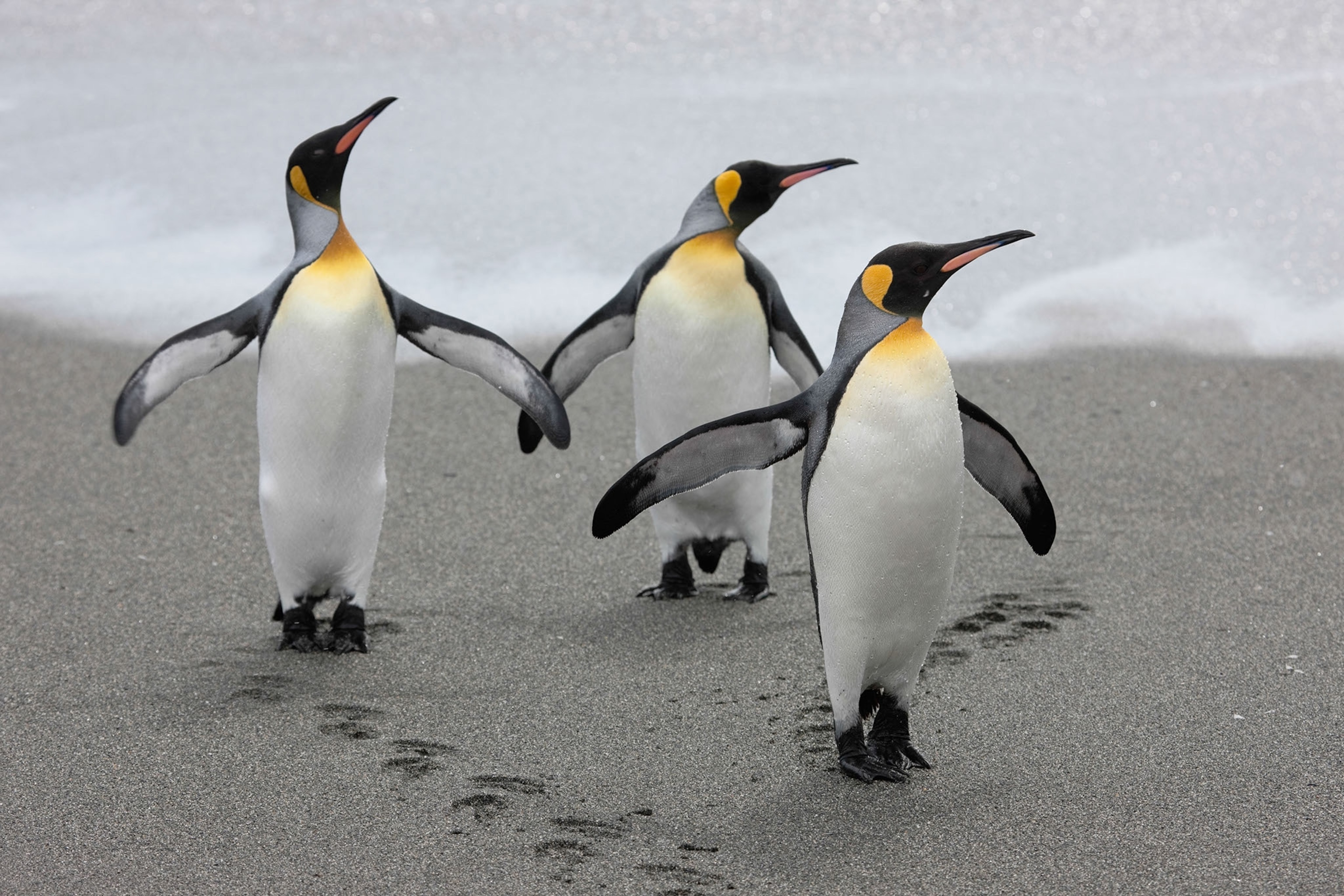 On World Penguin Day, Could There Be a More Adorable Bird?