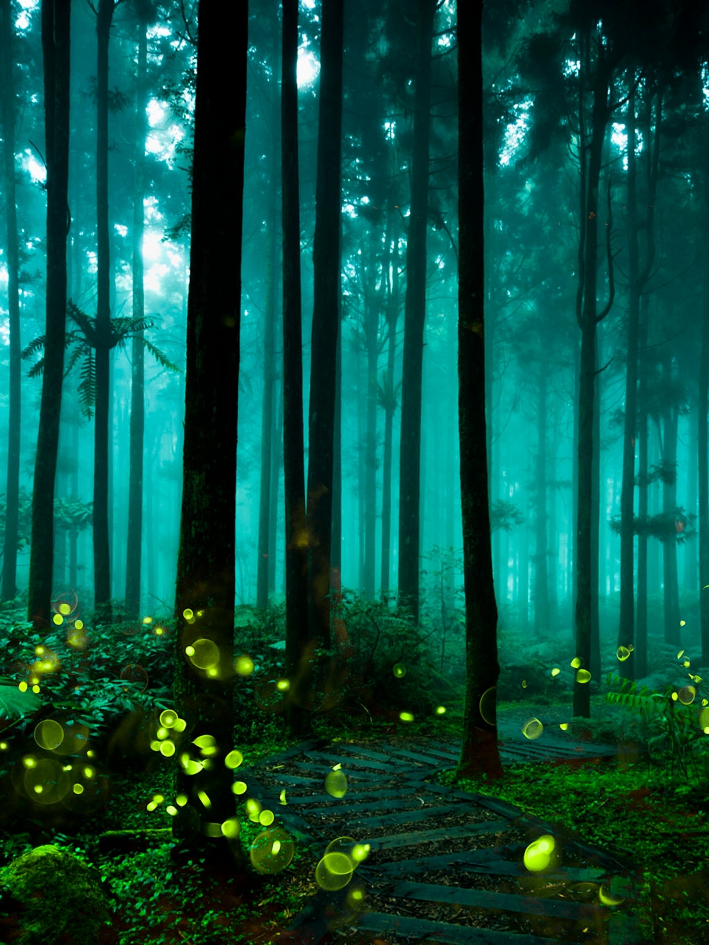 Night Time In A Forest