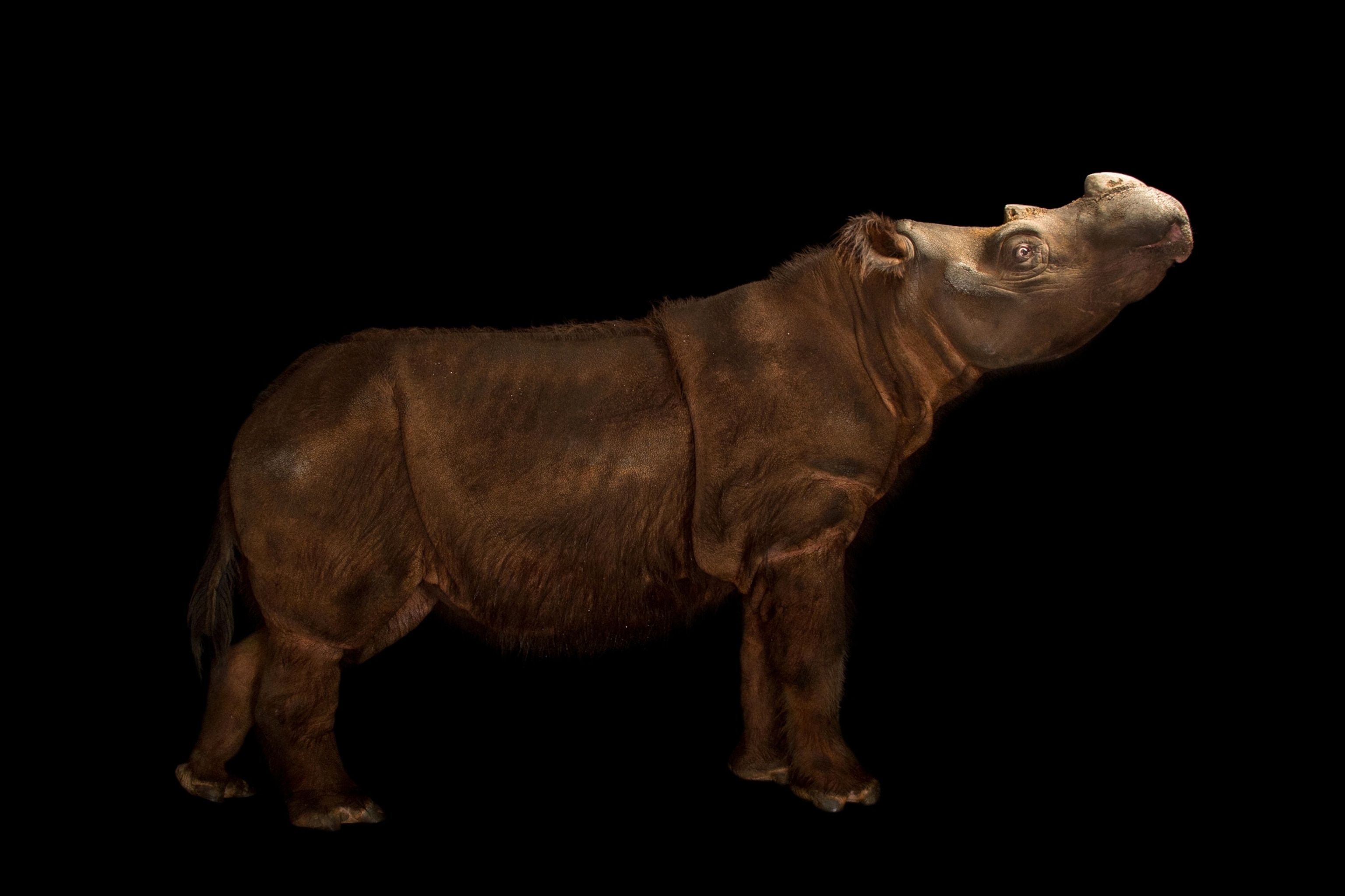 Species Extinction Happening 1,000 Times Faster Because of Humans?