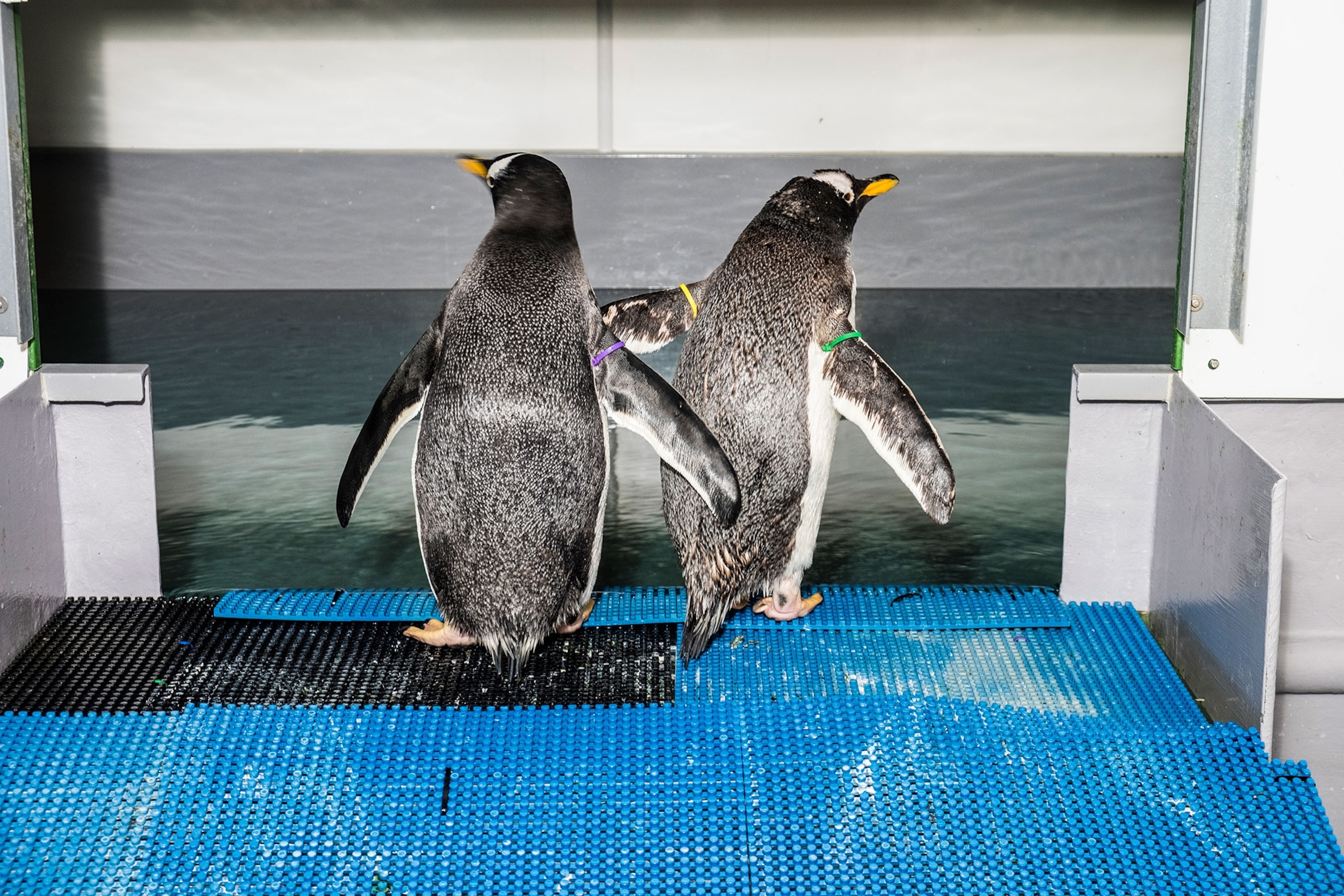 Photographer Documents Life Behind the Scenes at Italy’s Largest Aquarium