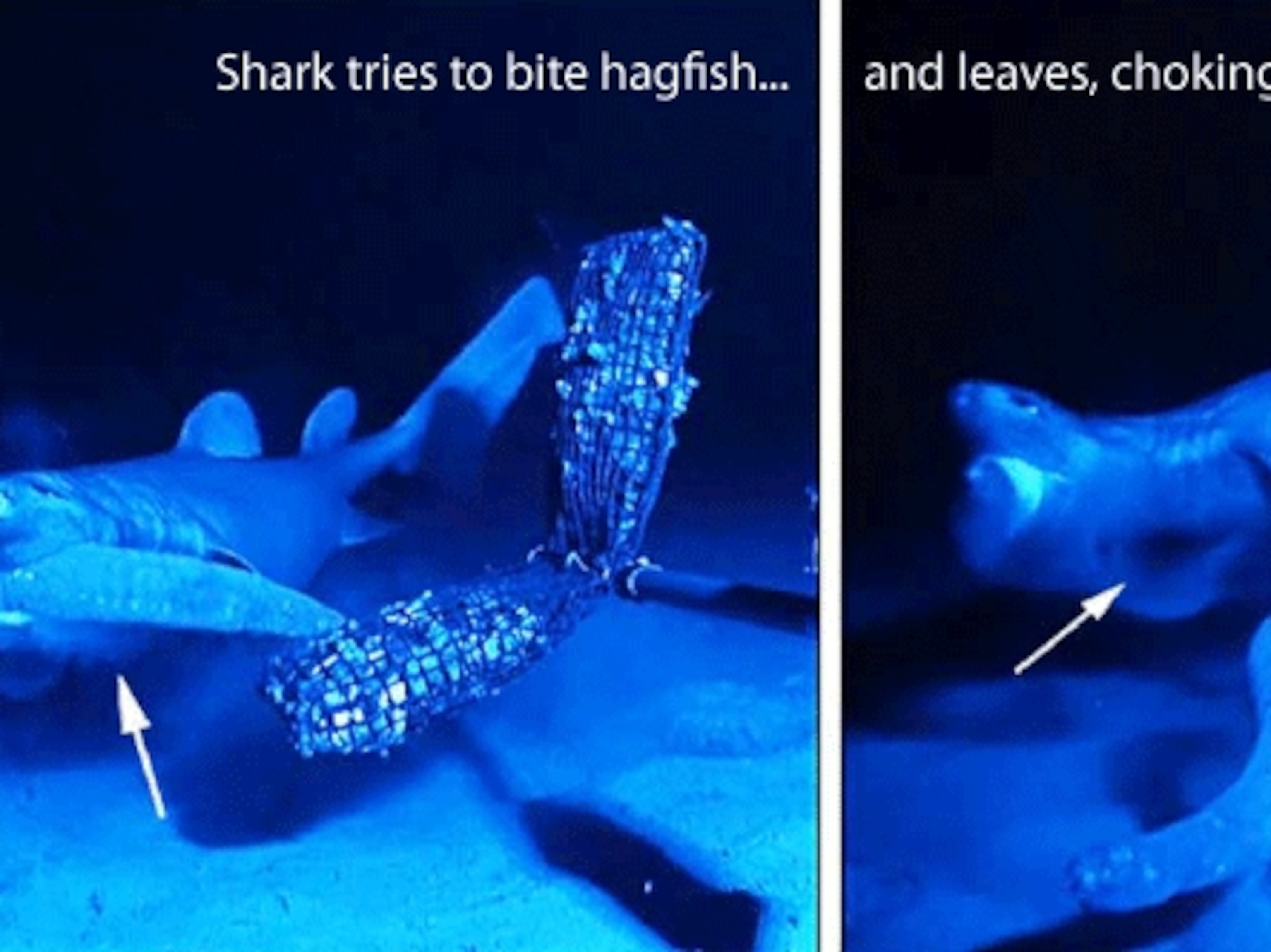 Hagfish Eating Whale