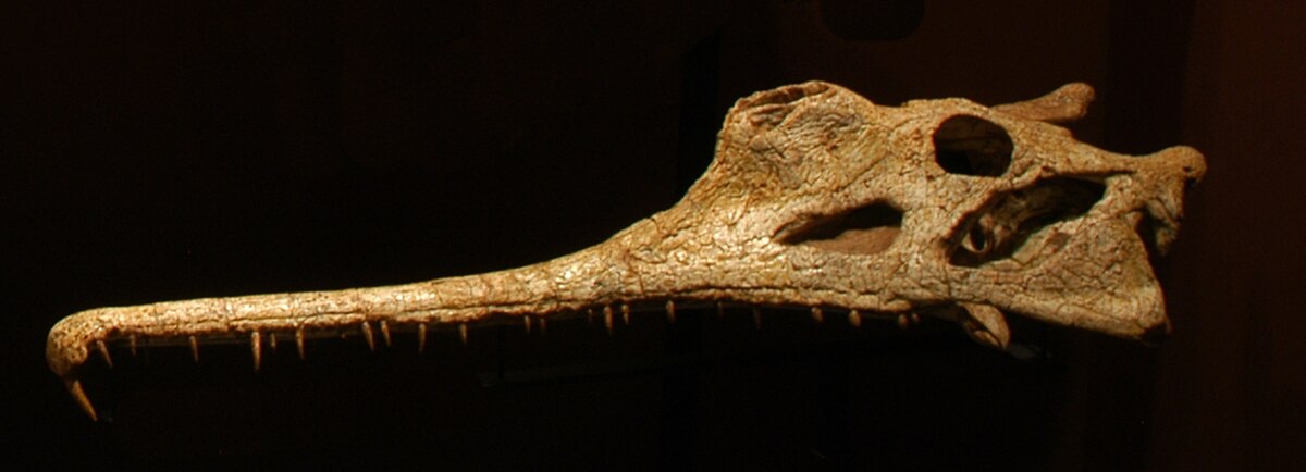 New Species of Ancient "Swamp Monster" Discovered; Lived in Once ...