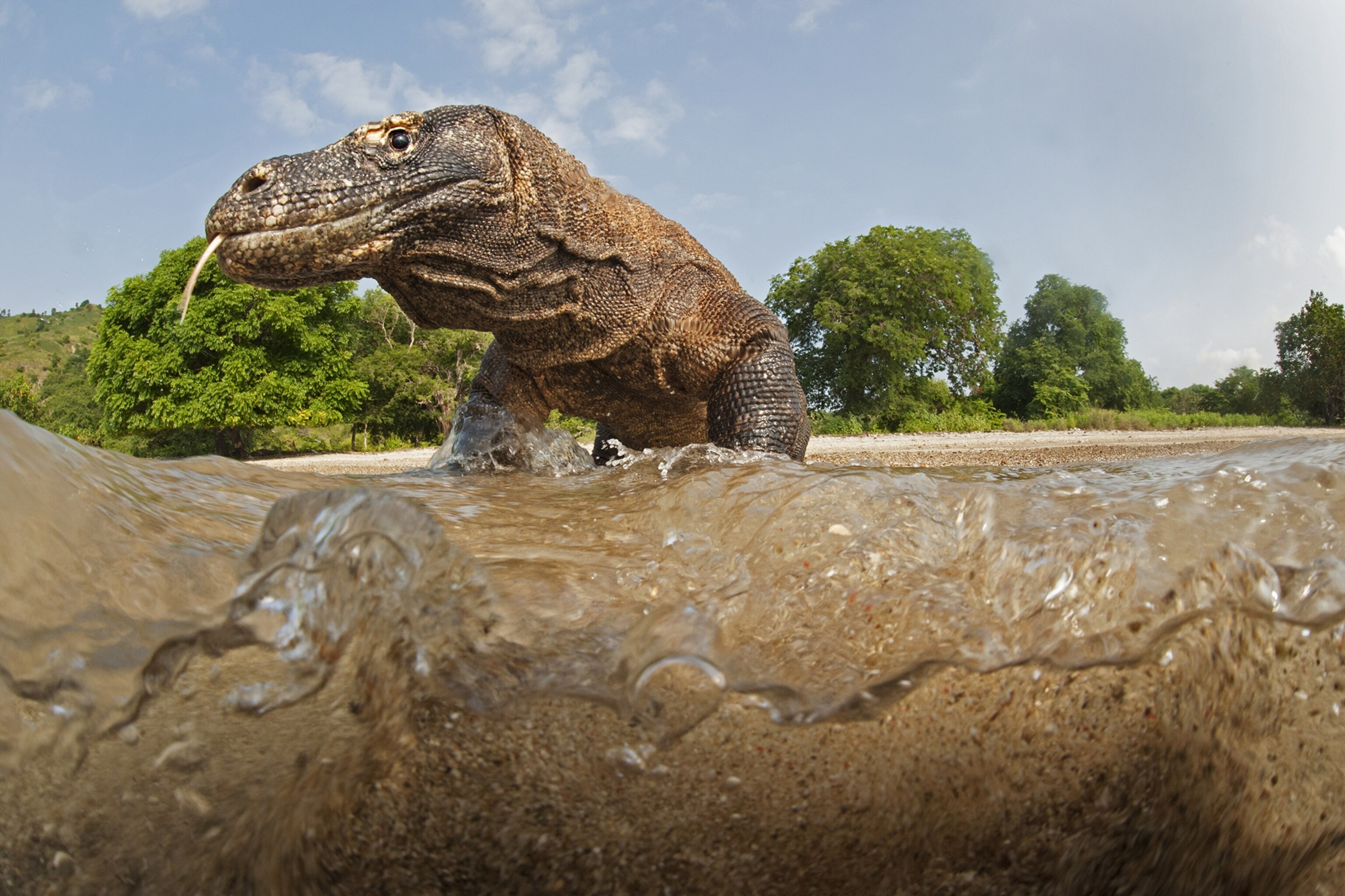 What’s the difference between a poisonous and venomous animal?