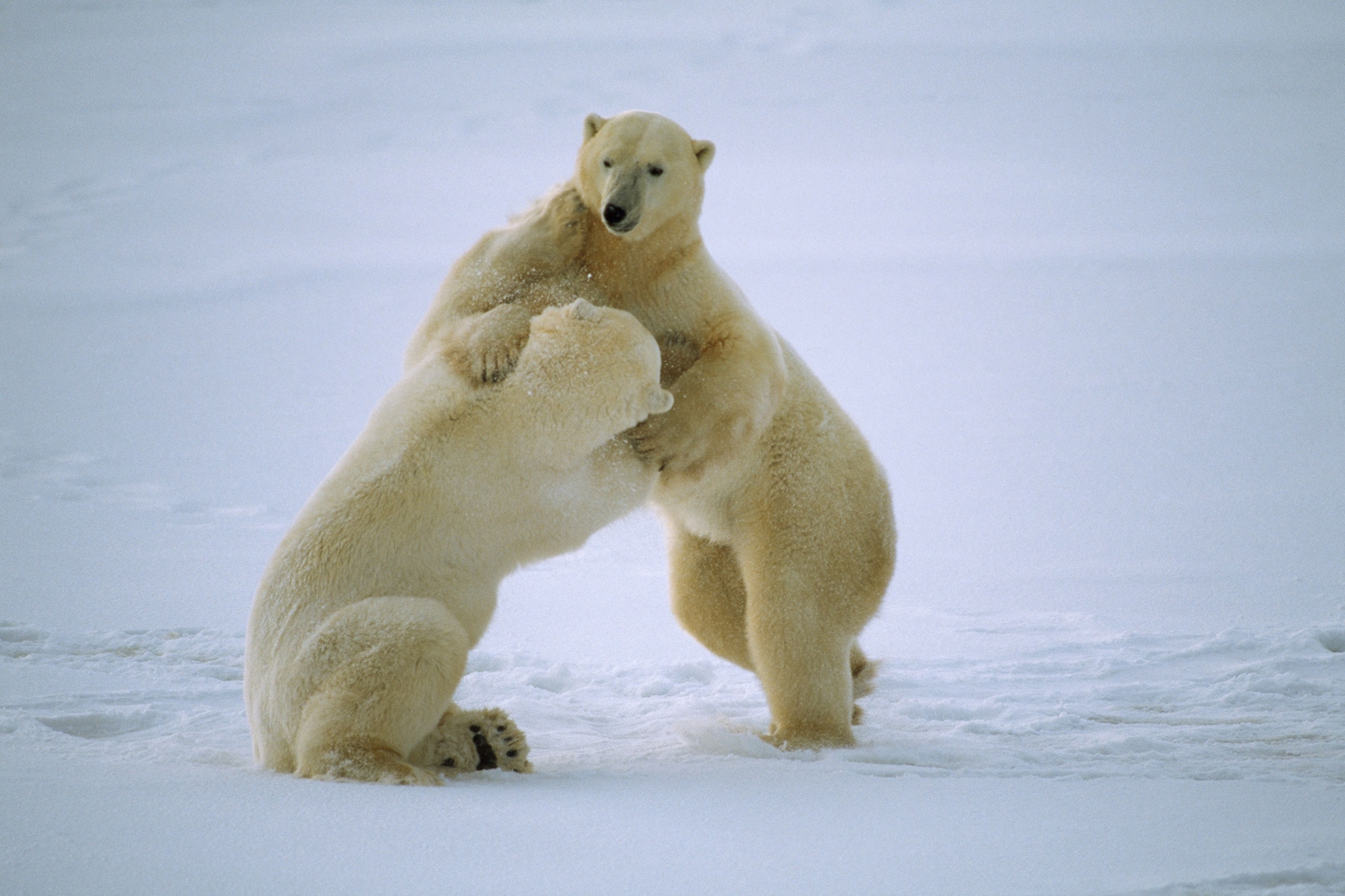 15 Pictures of Cute, Cuddly Animals Playing in the Snow