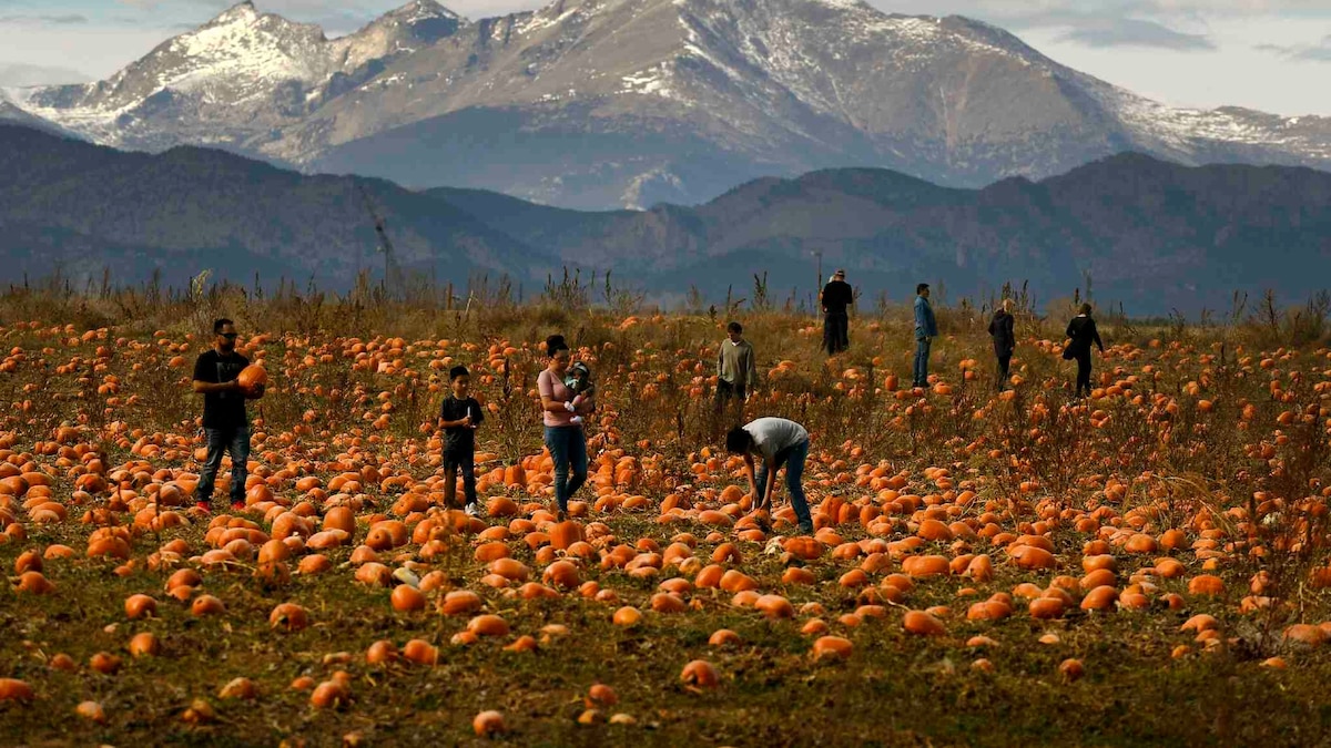 The surprising history of America’s ‘pick-your-own’ farms | National ...