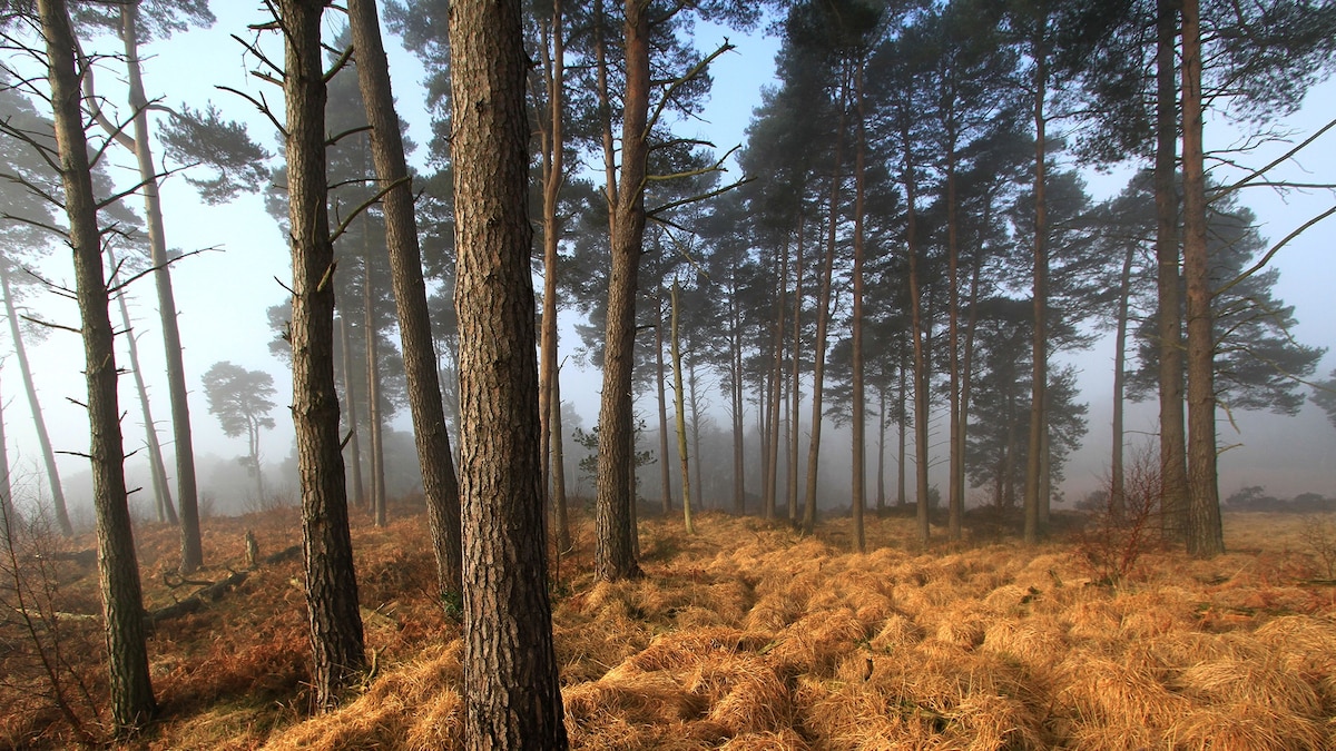 Visit the beautiful forests that inspired these famous books | National ...