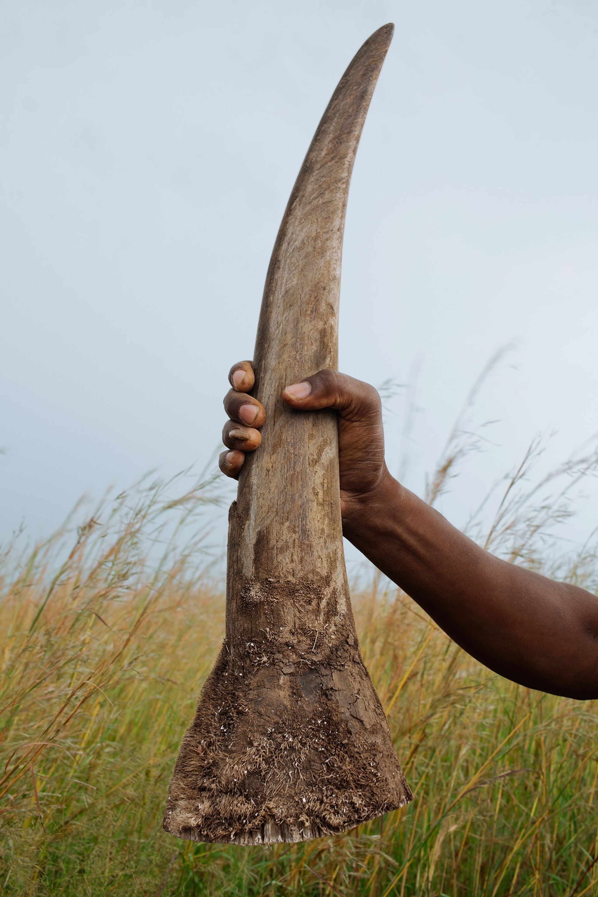 South Africa Just Lifted Its Ban on the Rhino Horn Trade