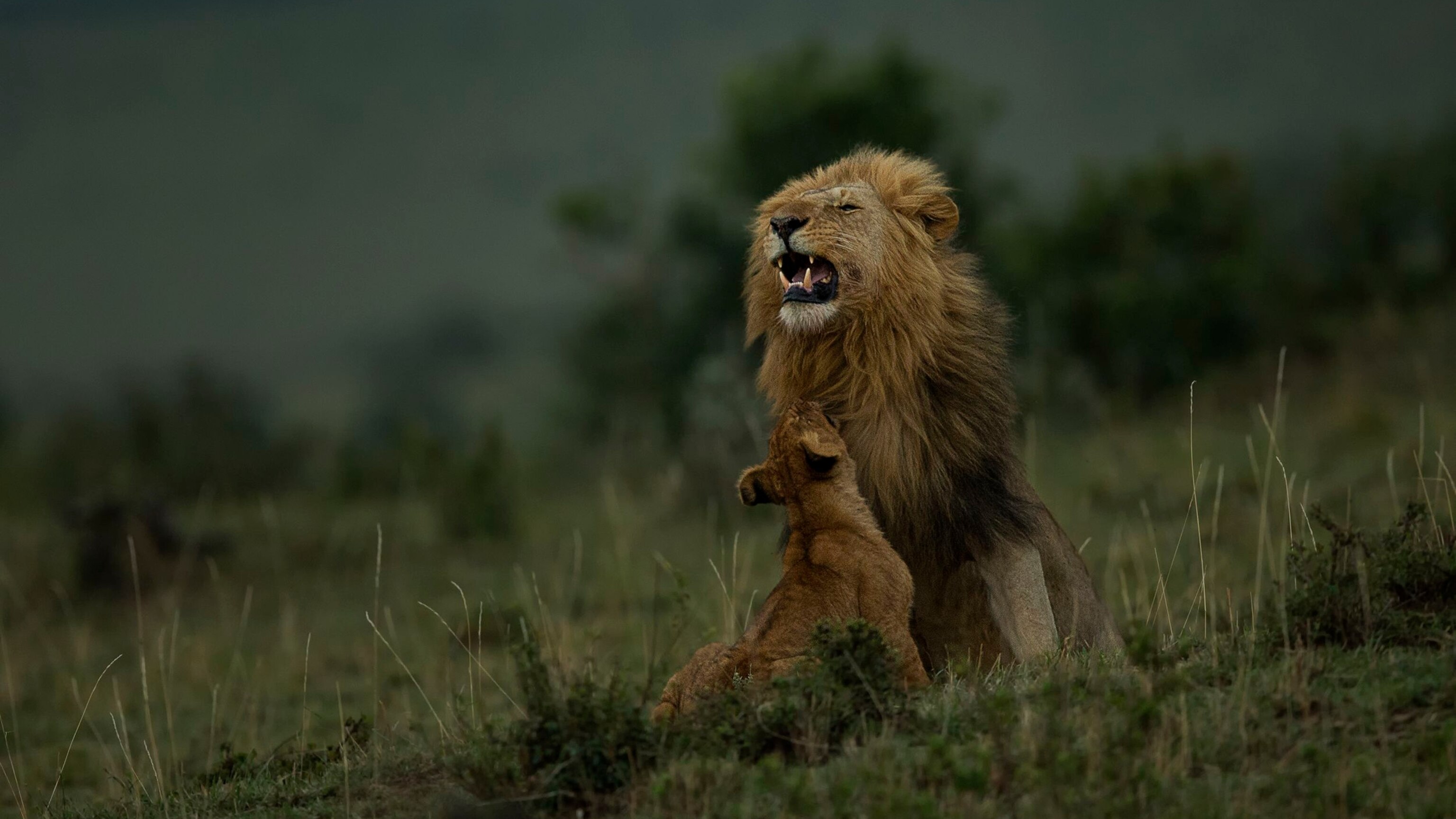 Is Captive Lion Hunting Really Helping to Save the Species?