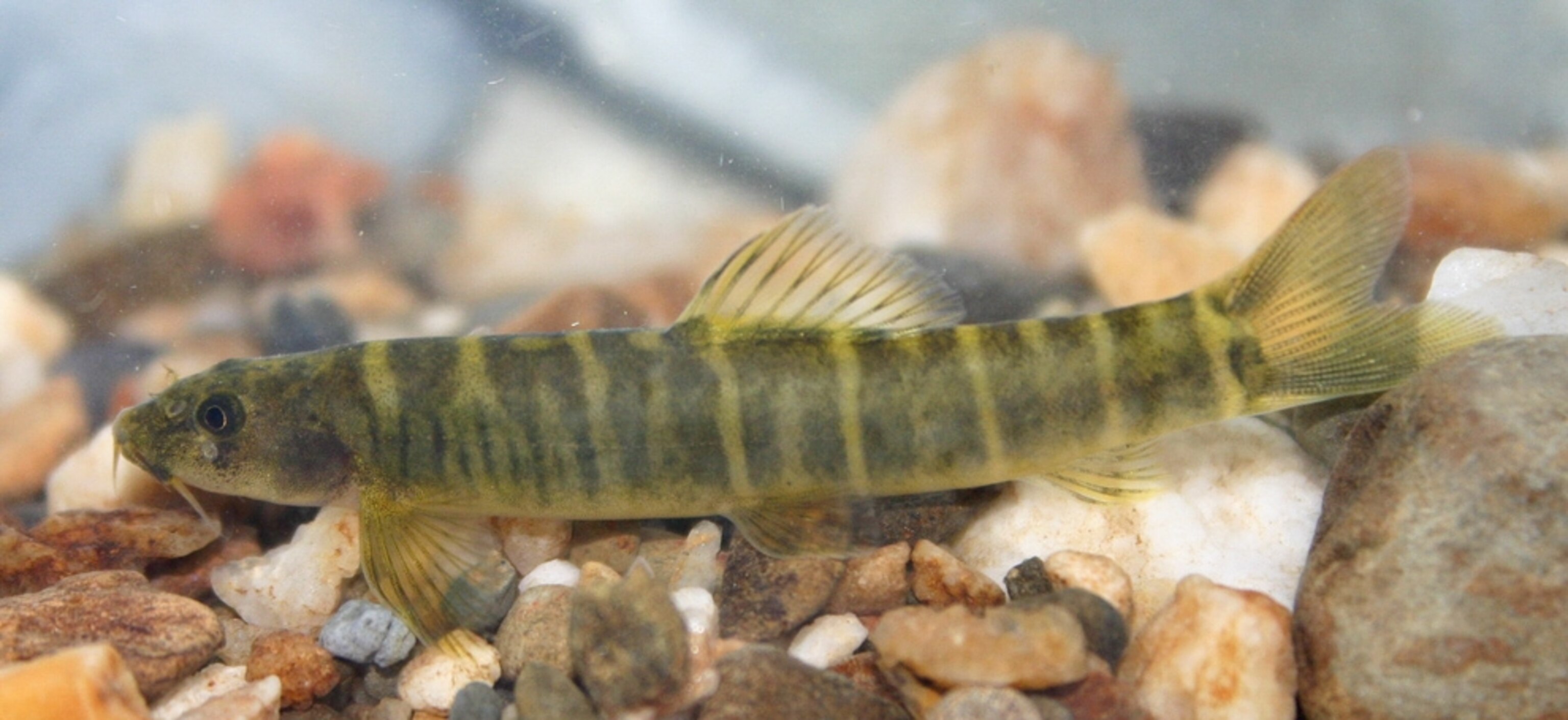 Photos: "Elvis Monkey," Cloning Lizard Among New Mekong Species ...