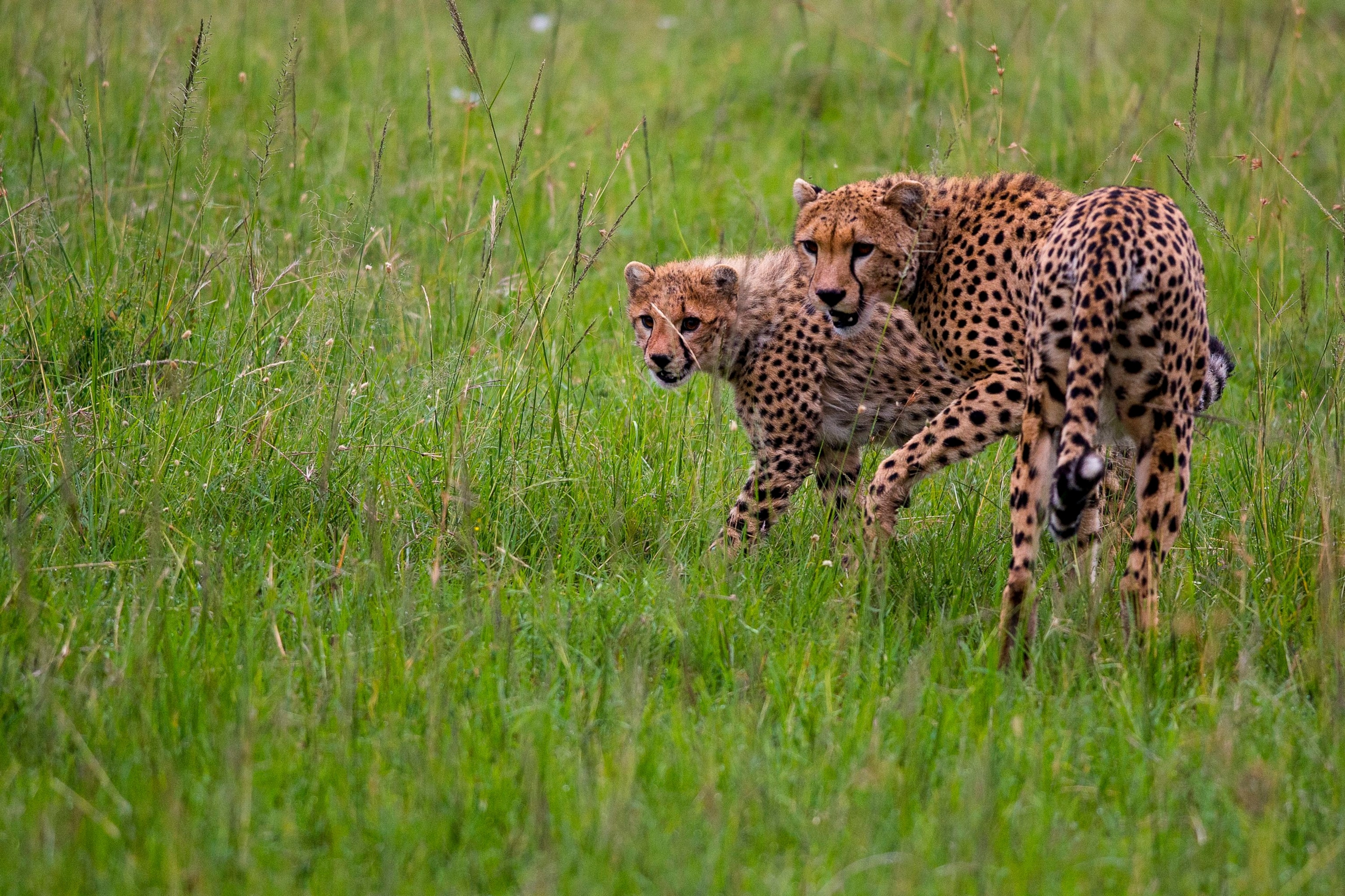 Cheetah-Dog Friendship Isn't As Strange As It Sounds